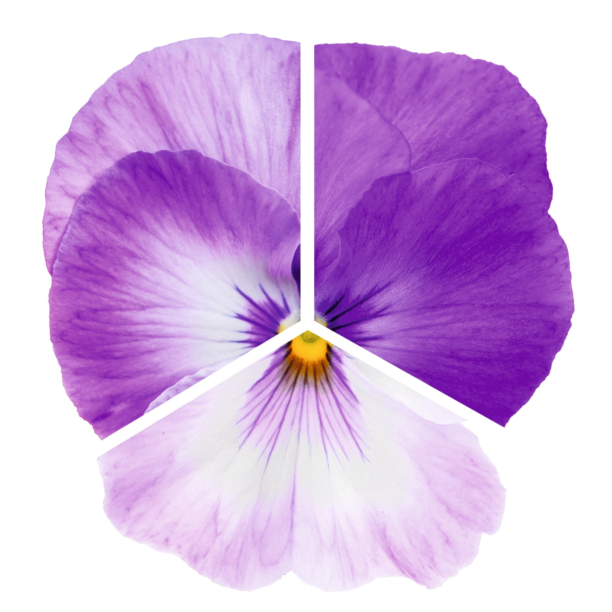 Pansy Inspire Plus Marina Lavender Primed – Vis Seed