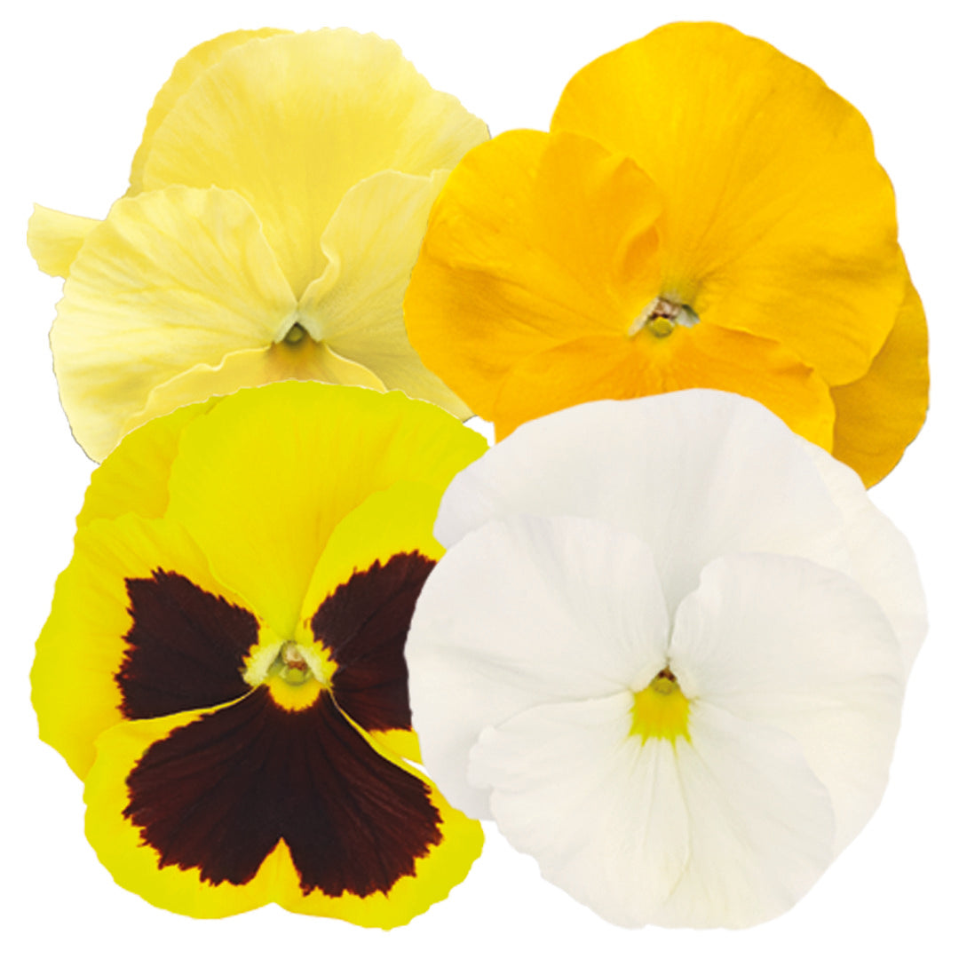 Pansy Inspire Plus Limoncello Mix Primed – Vis Seed