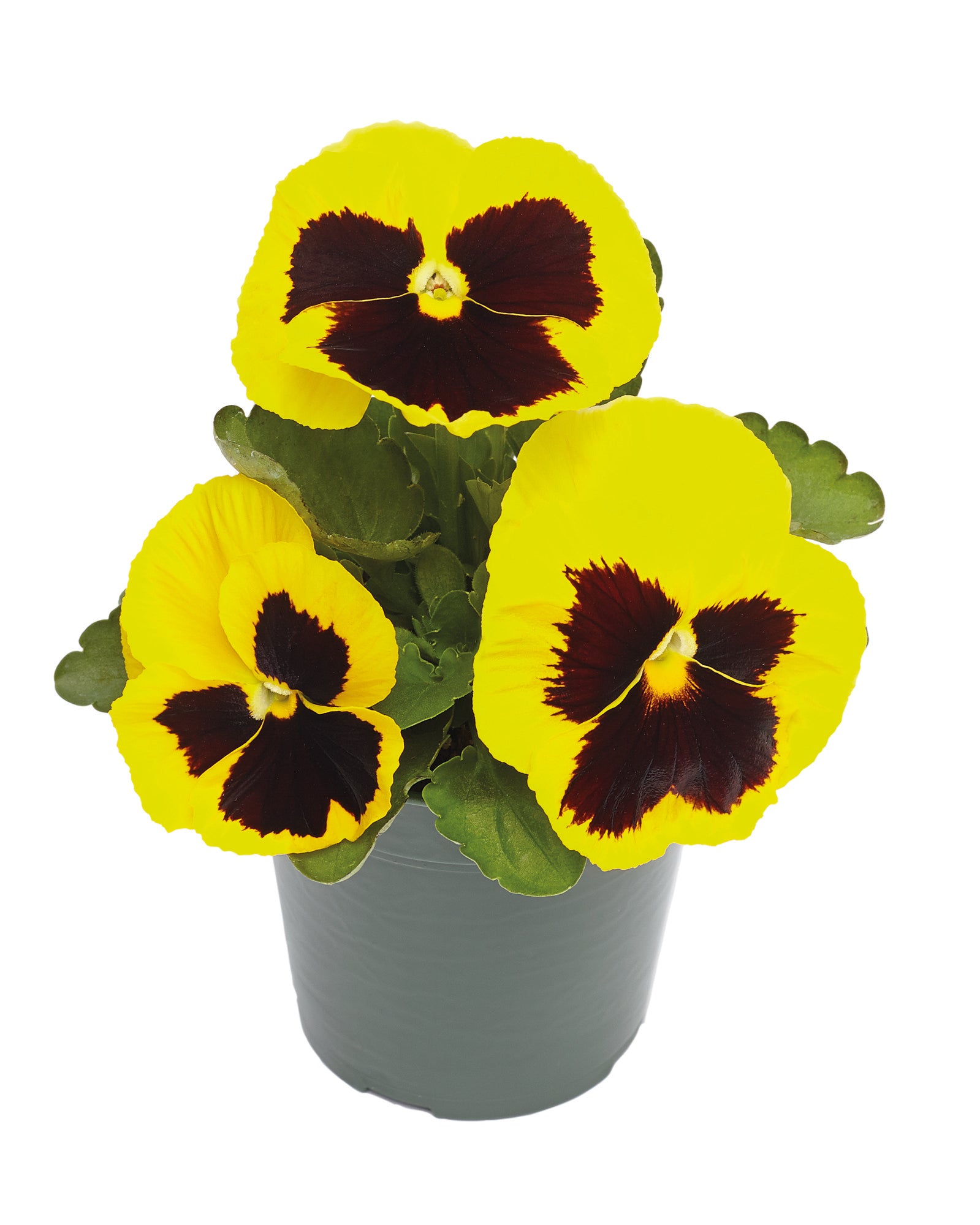 Pansy Inspire Plus Yellow Blotch Primed – Vis Seed