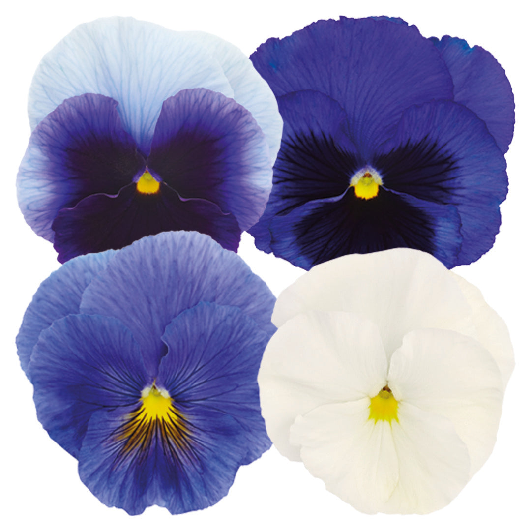 Pansy Inspire Plus Summer Skies Mix Primed – Vis Seed