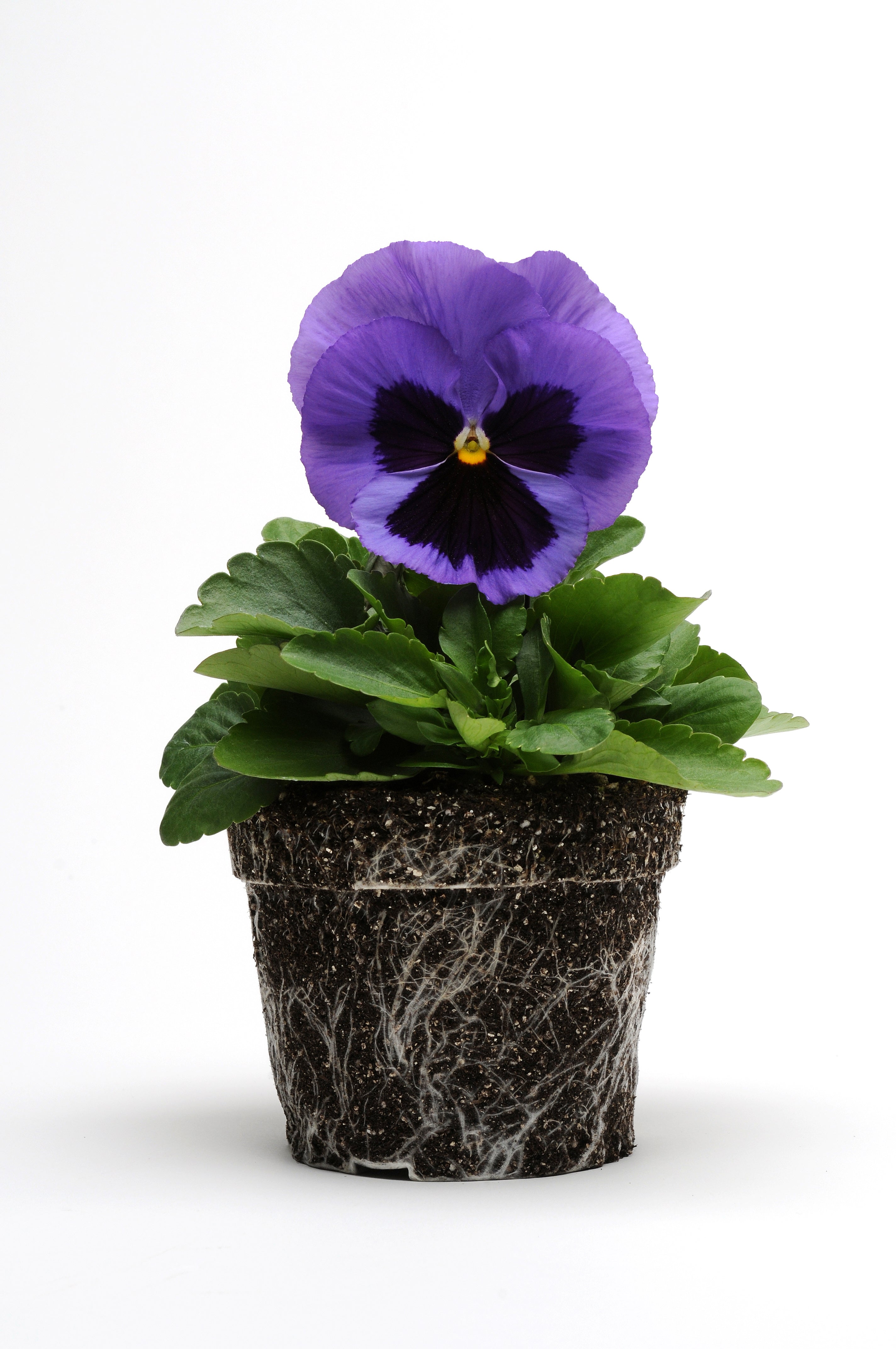 Pansy Matrix Ocean Primed – Vis Seed