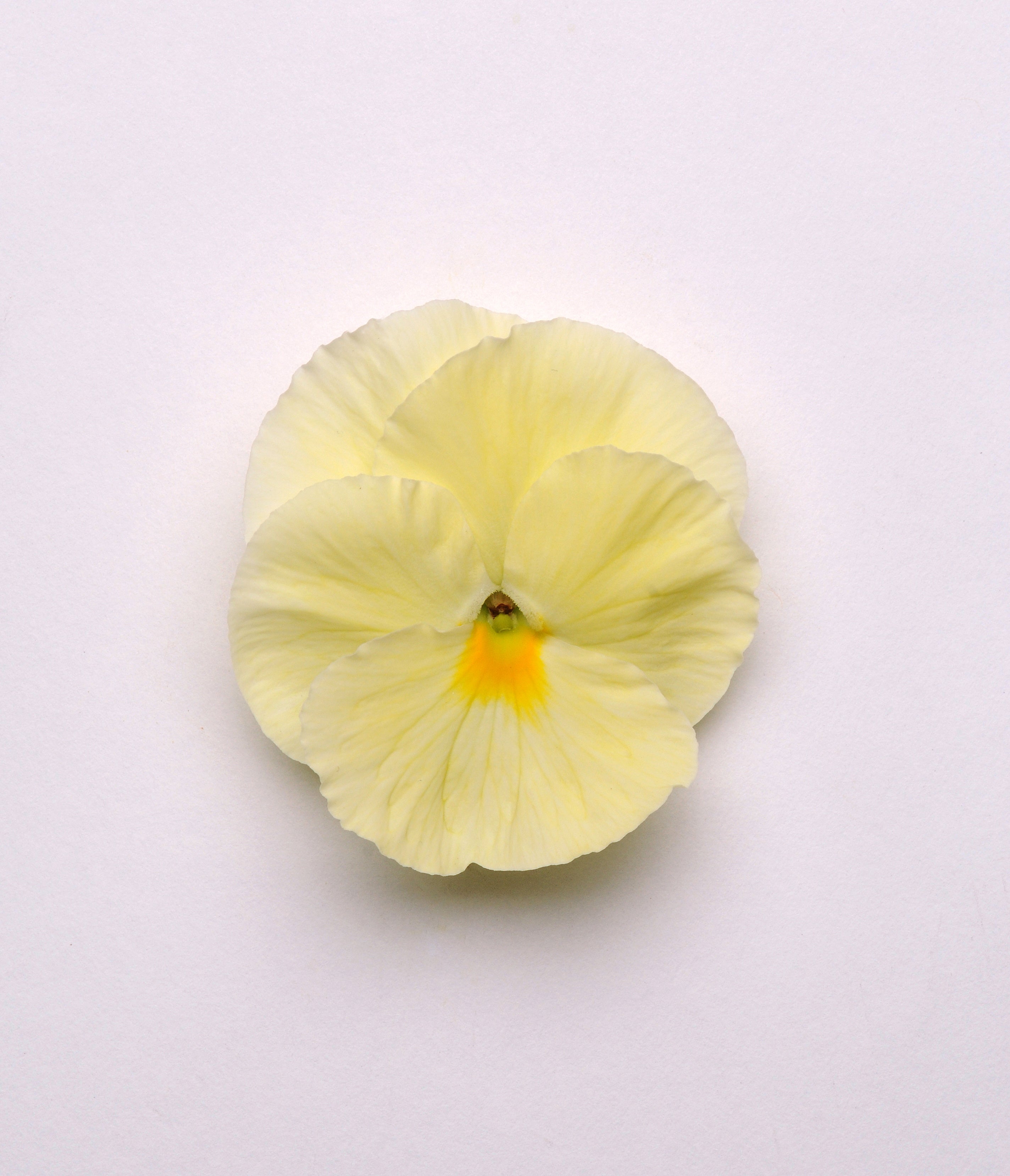 Pansy Matrix Primrose Primed – Vis Seed