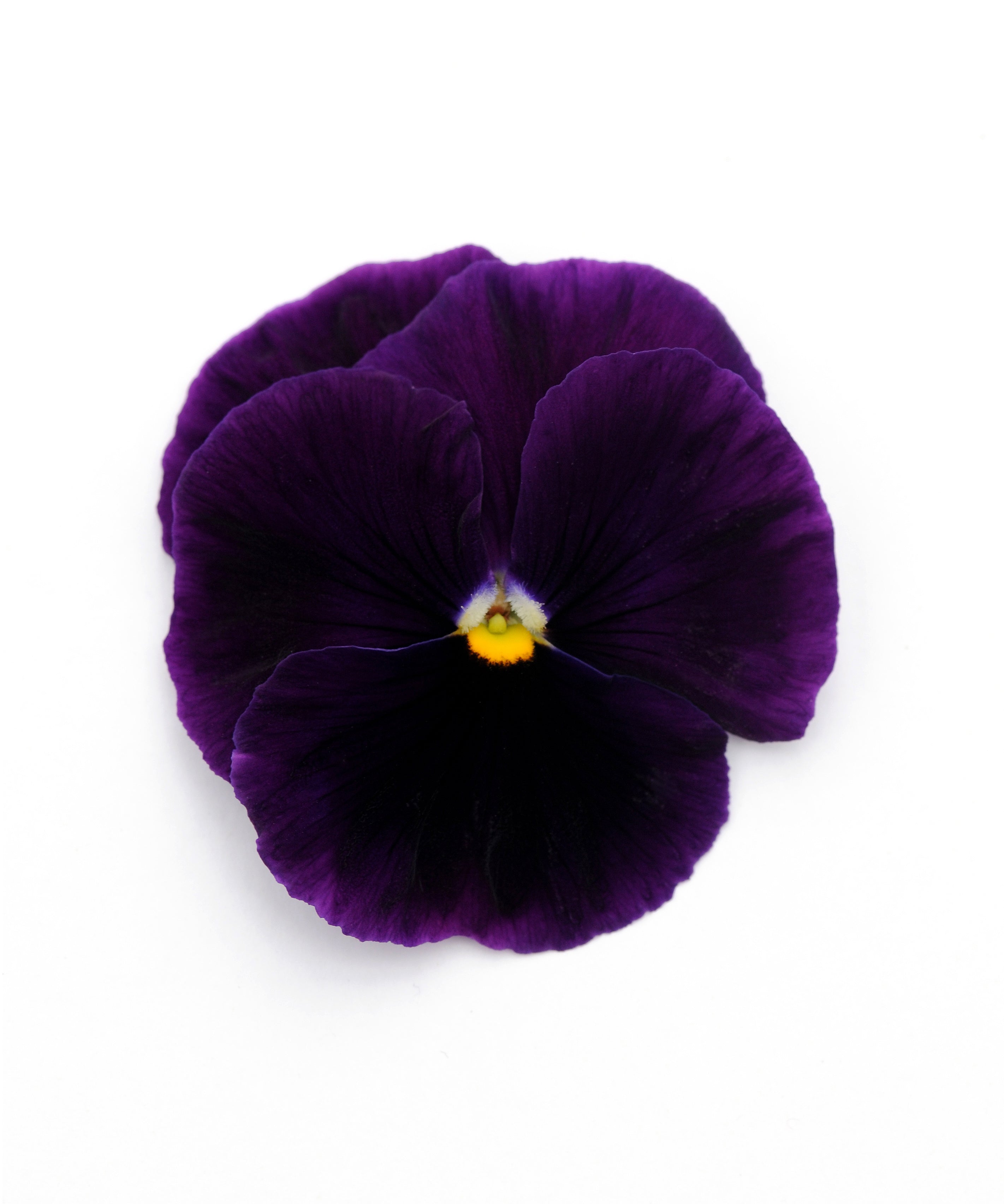 Pansy Matrix Purple – Vis Seed