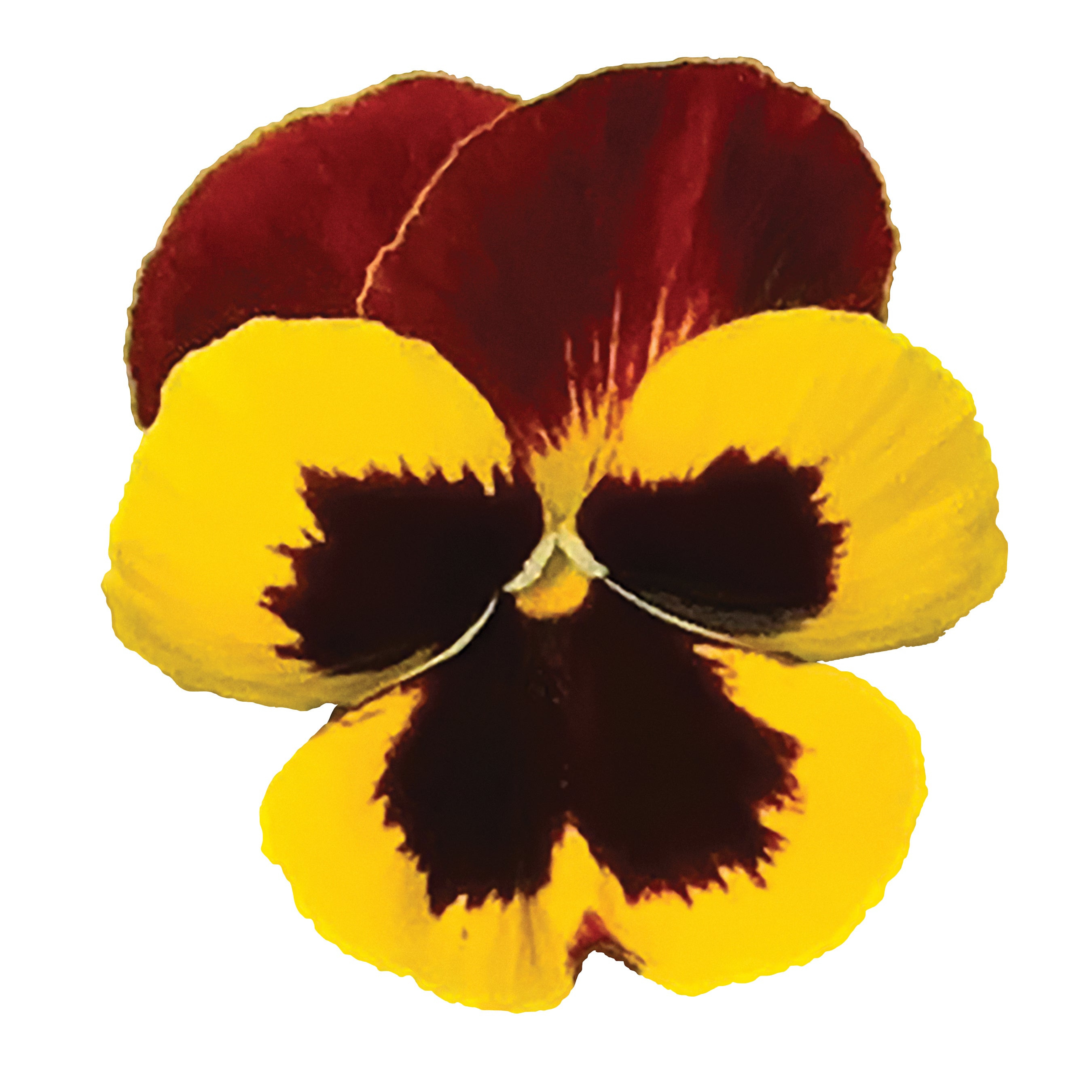 Pansy Matrix Red Wing – Vis Seed