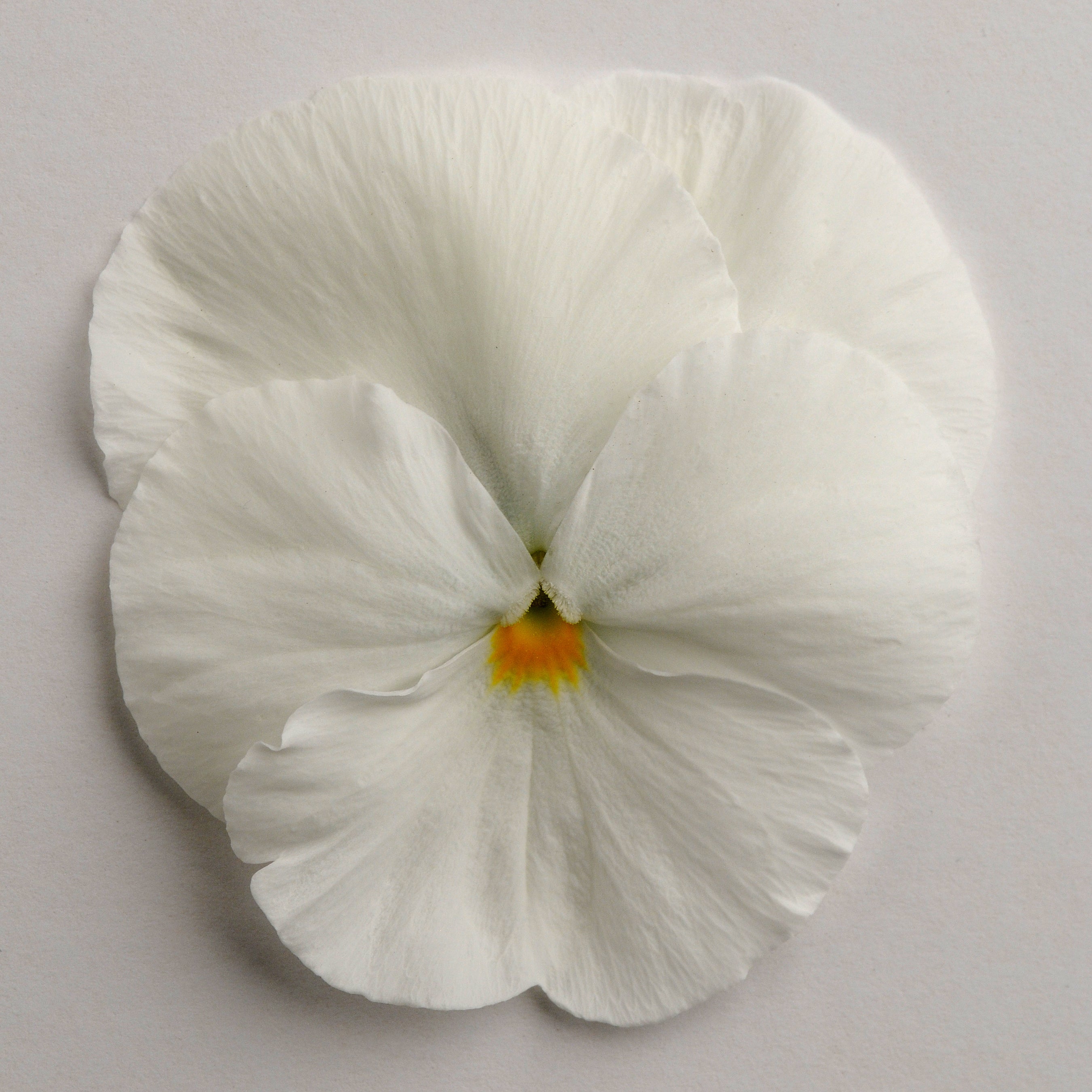 Pansy Matrix White Primed – Vis Seed