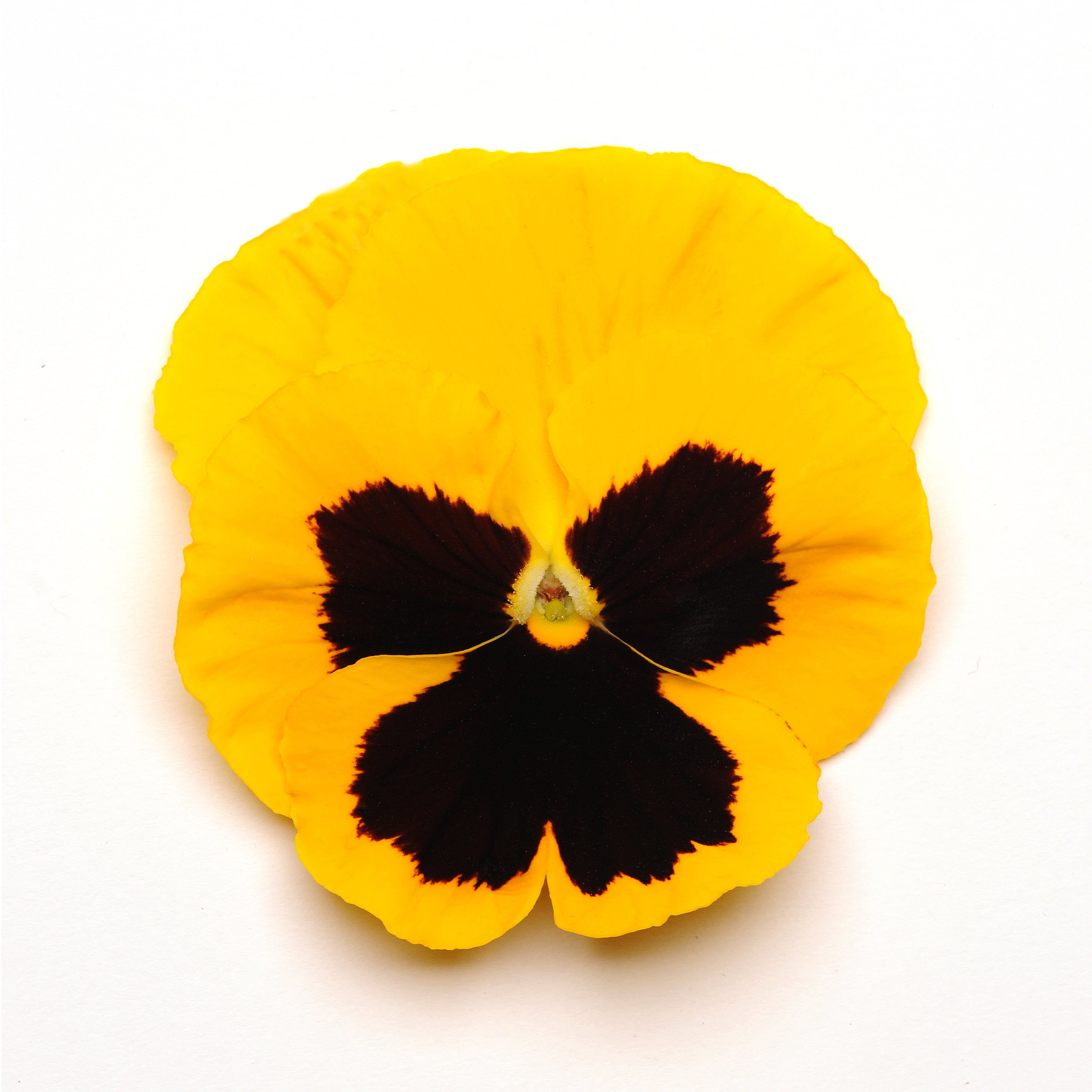 Pansy Matrix Yellow Botch Primed – Vis Seed