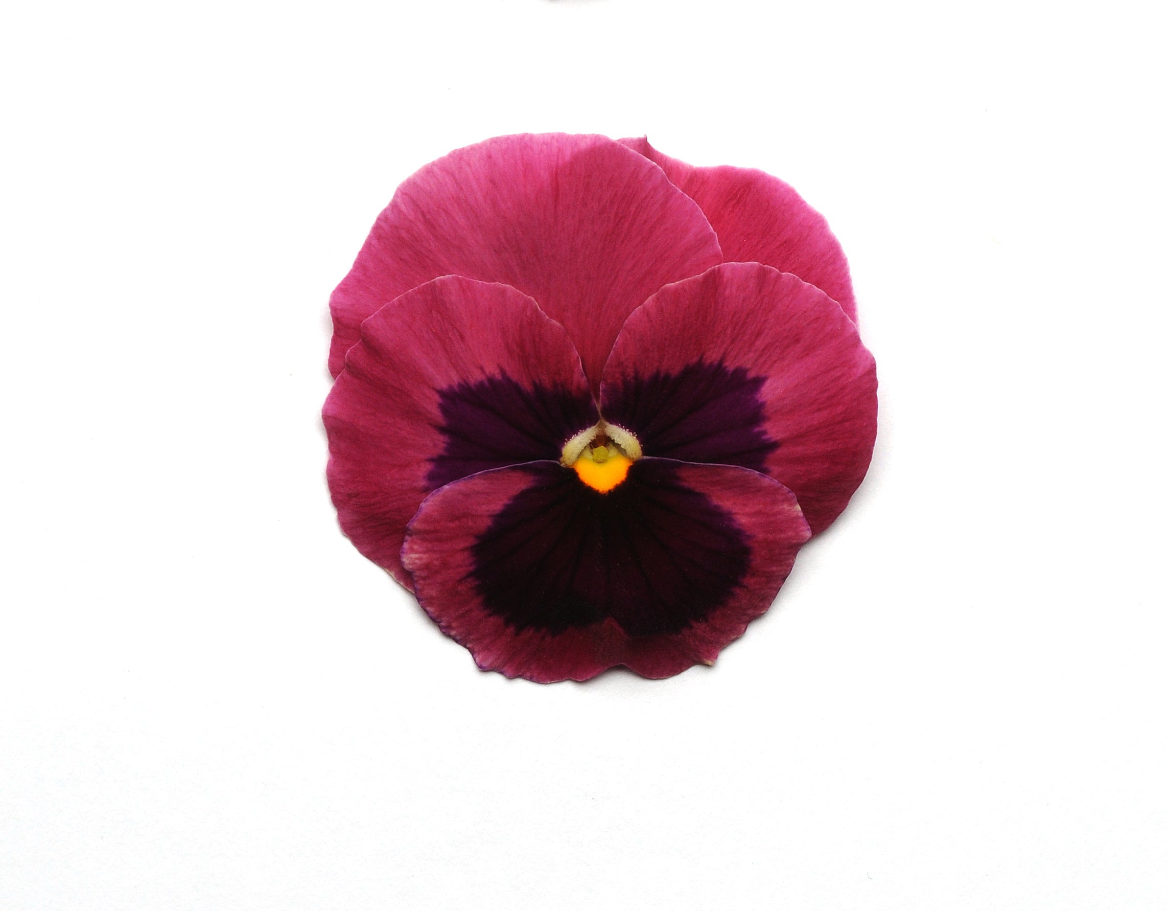 Pansy Matrix Rose Botch PRIMED – Vis Seed