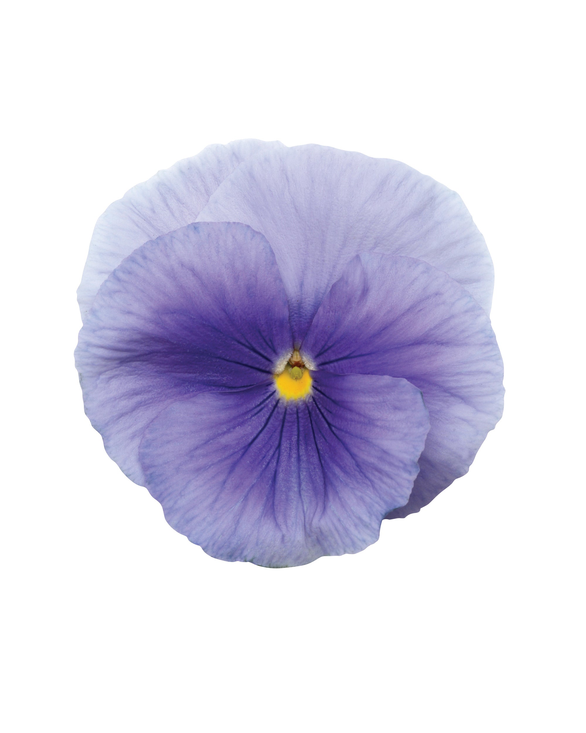 Pansy Matrix Pure Light Blue Primed – Vis Seed