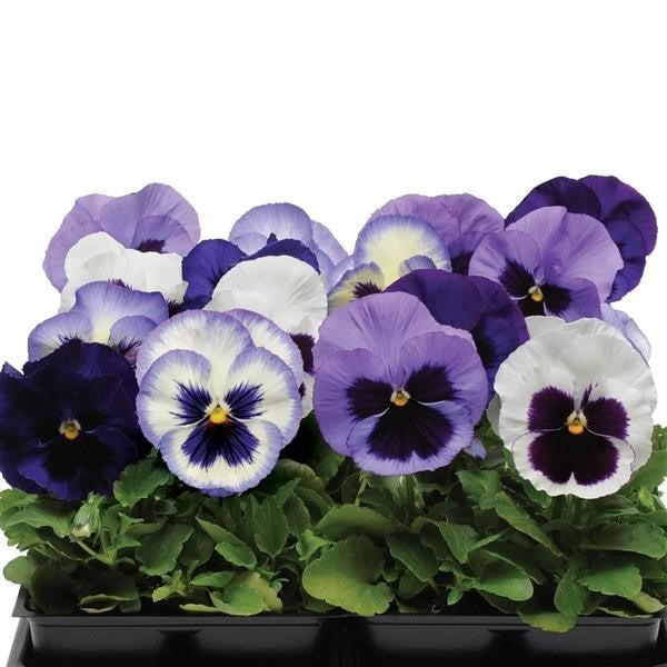 Pansy Matrix Ocean Breeze Mixture Primed – Vis Seed