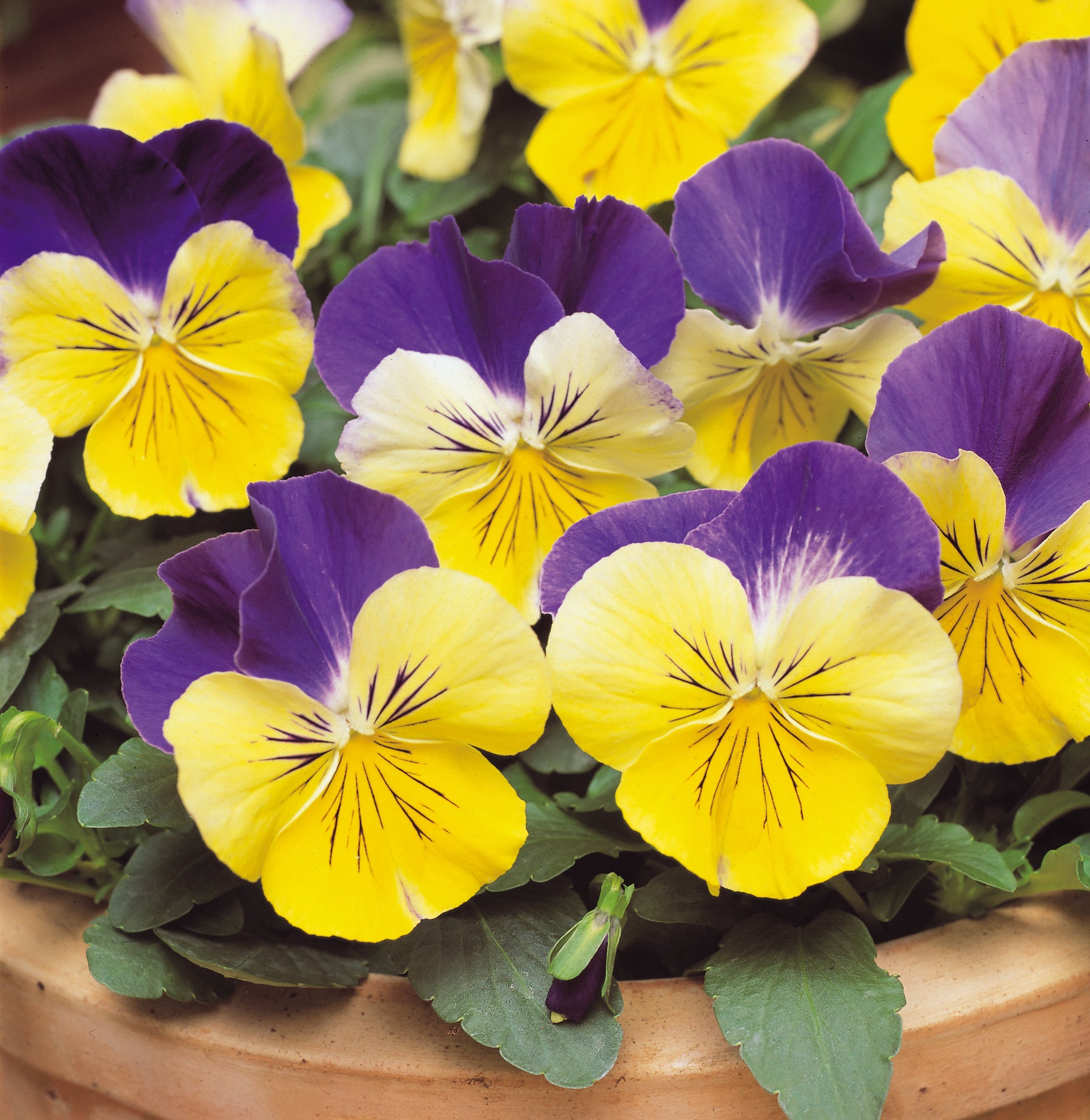 Pansy Matrix Morpheus – Vis Seed