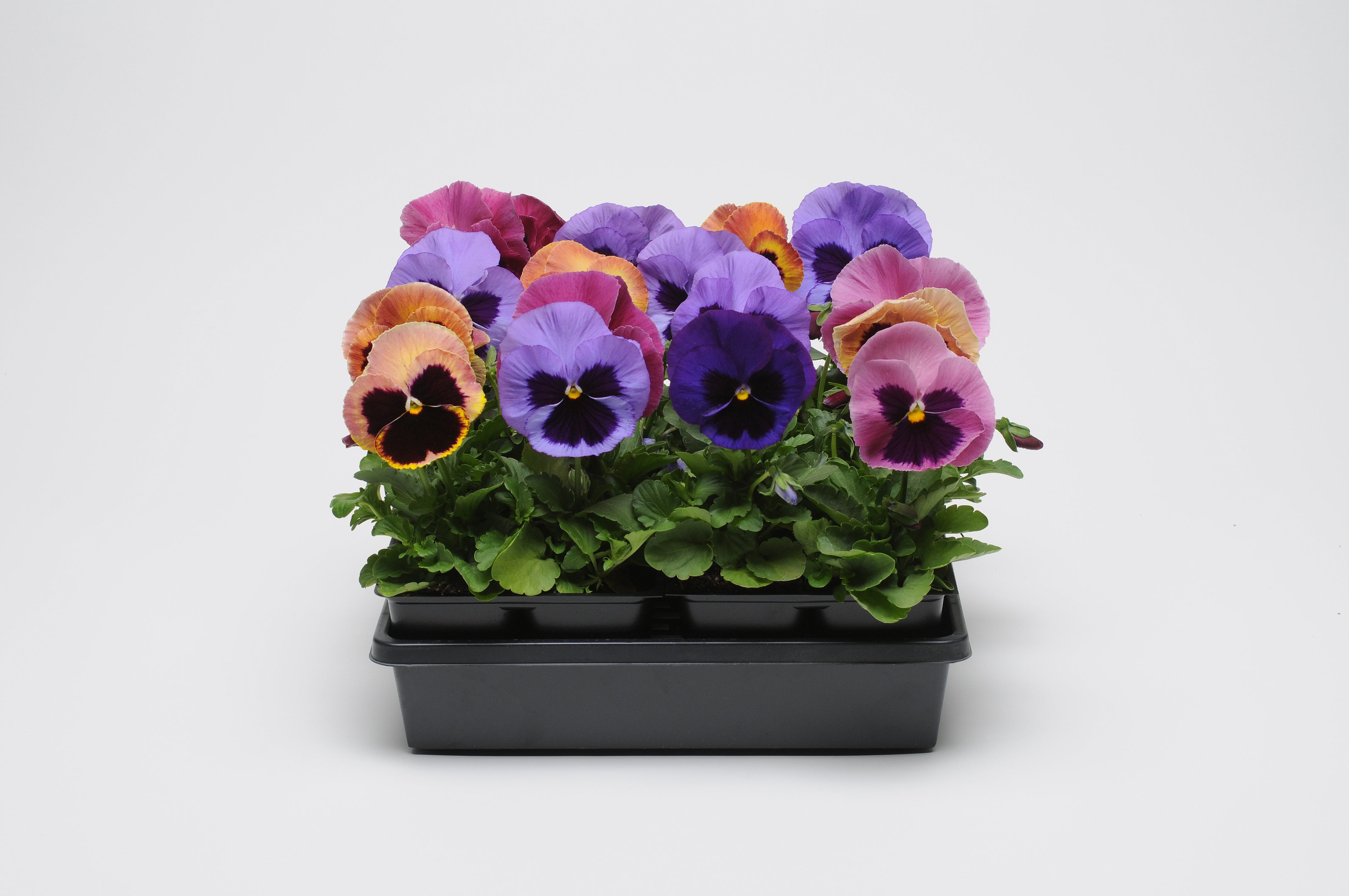 Pansy Matrix Coastal Sunrise Mix – Vis Seed