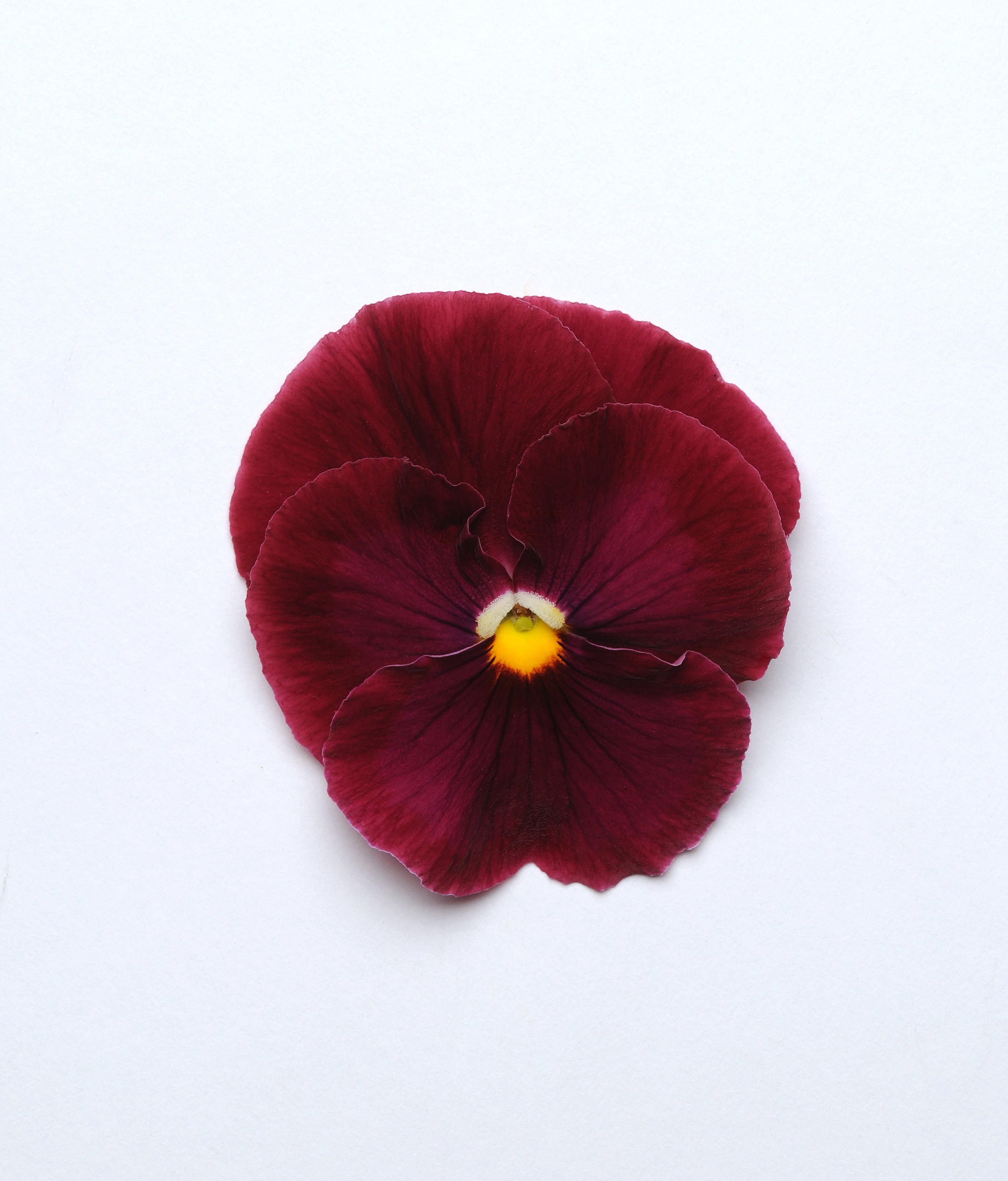 Pansy Matrix Rose – Vis Seed