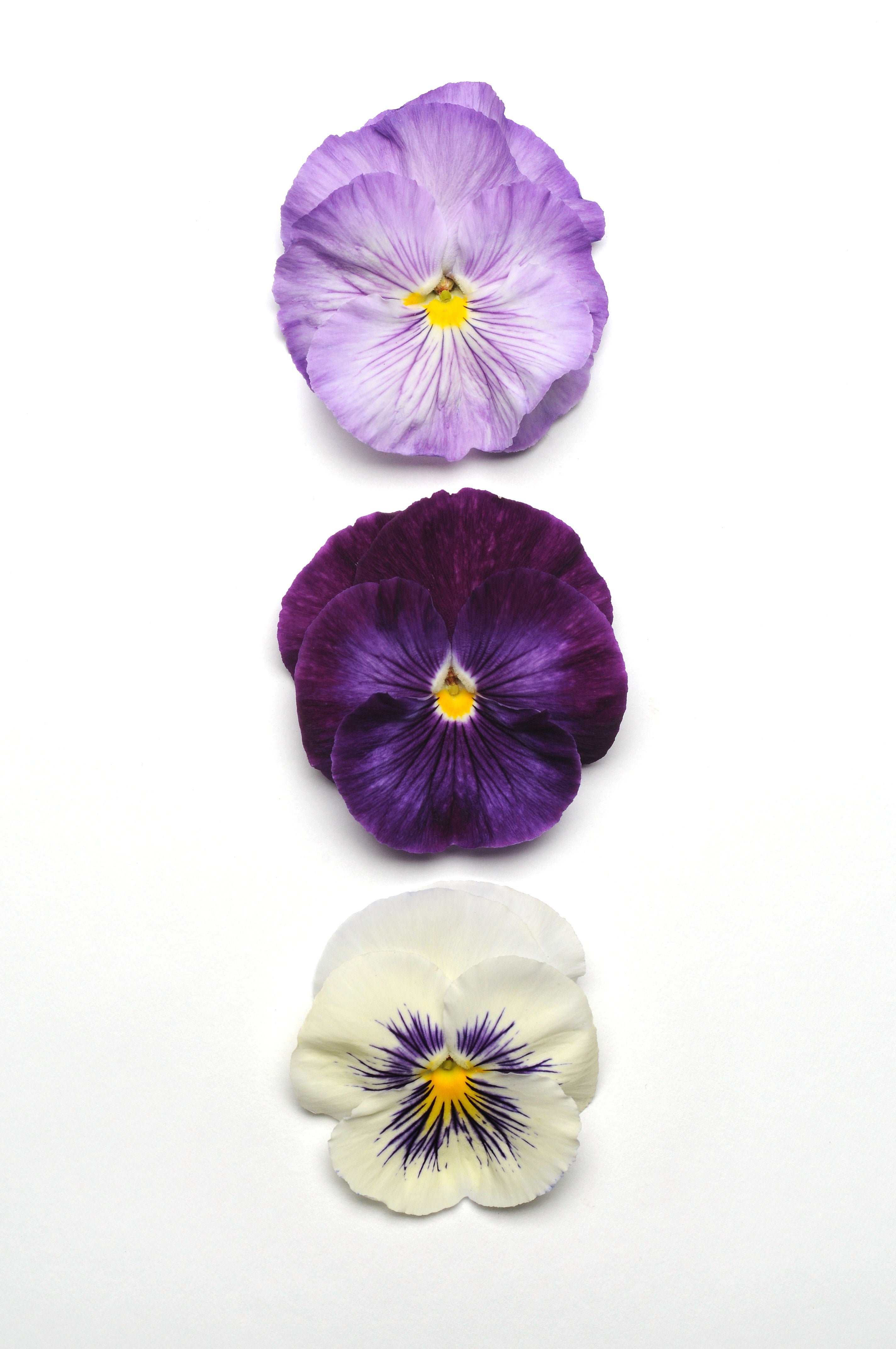 Pansy Matrix Lavender Shades Primed – Vis Seed