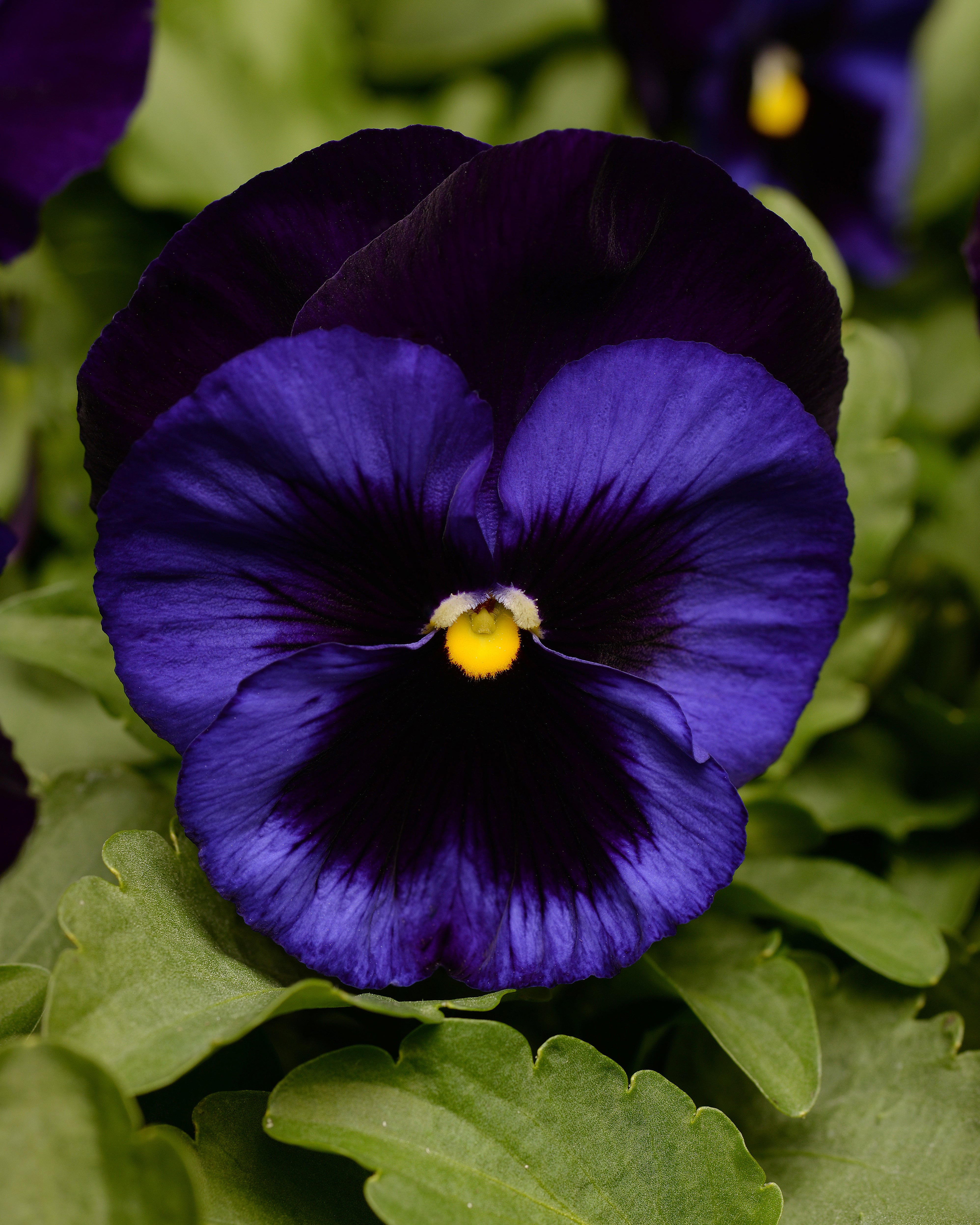 Pansy Matrix Denim – Vis Seed