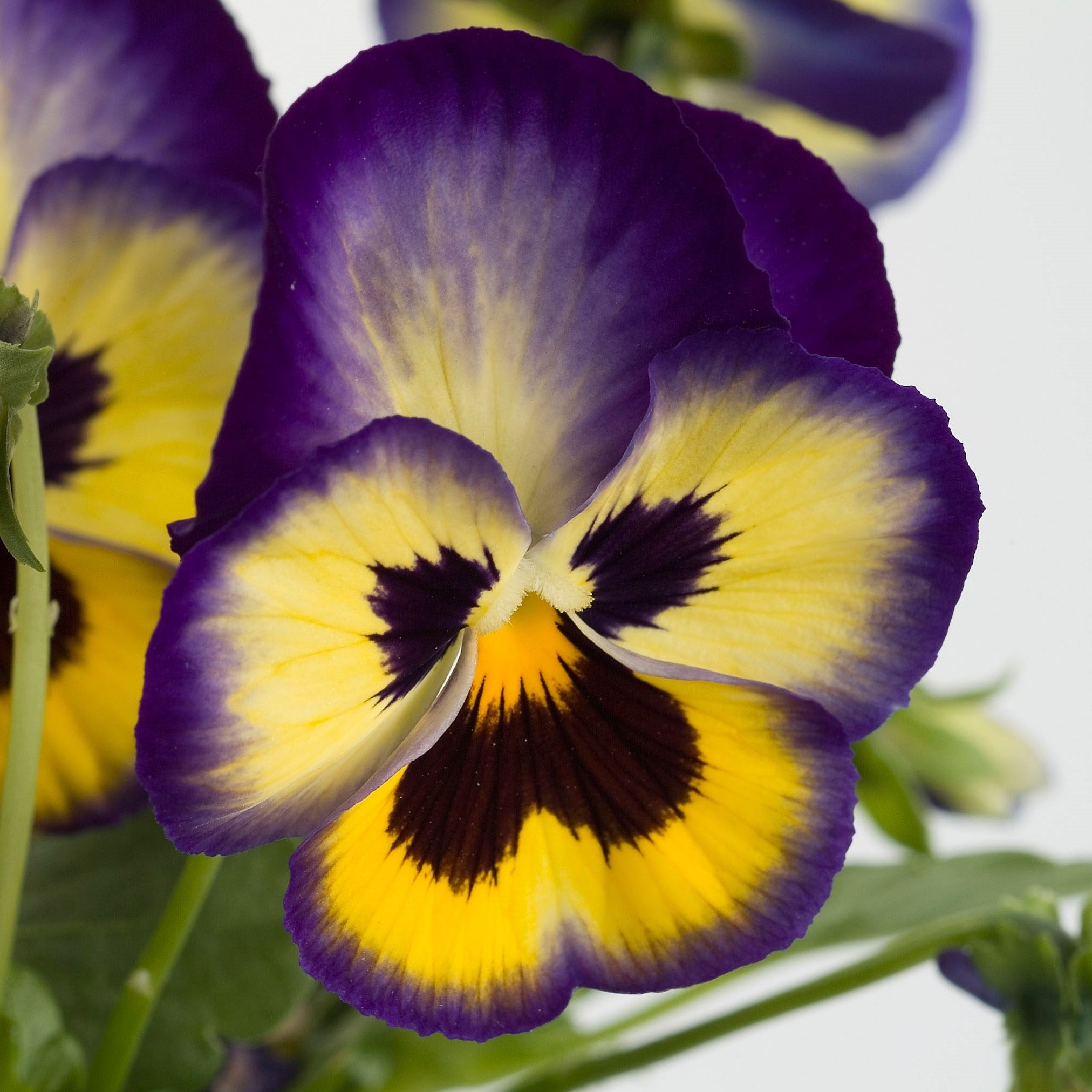 Pansy Blueberry Thrill Primax – Vis Seed