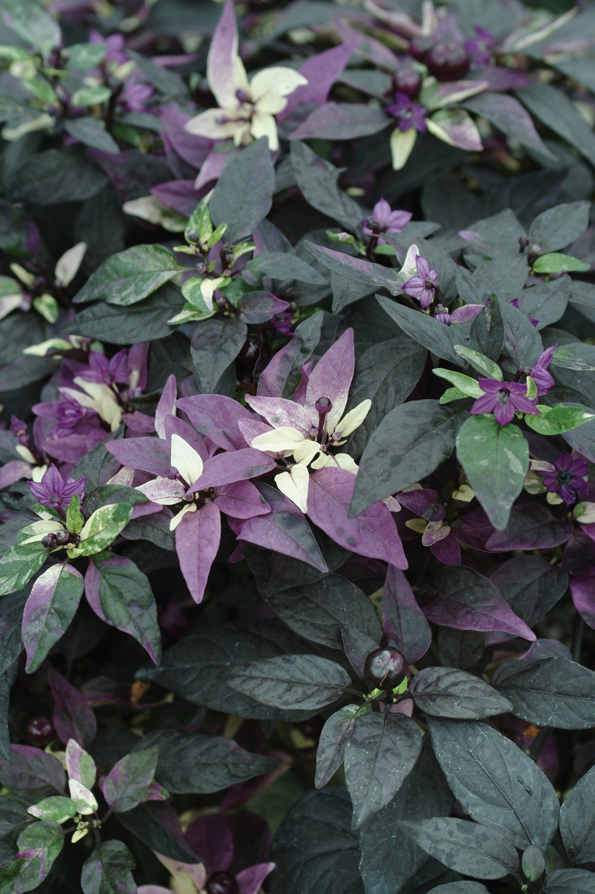 Ornamental Pepper Purple Flash – Vis Seed