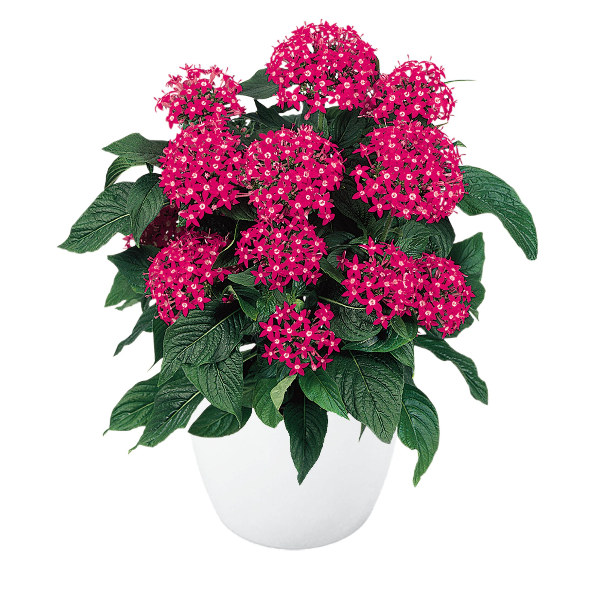 Pentas Graffiti Bright Red PLT – Vis Seed