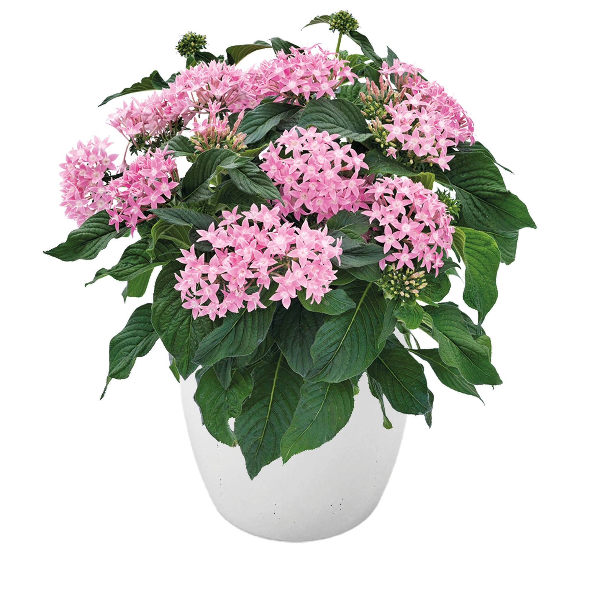 Pentas Graffiti OG Pink PLT – Vis Seed