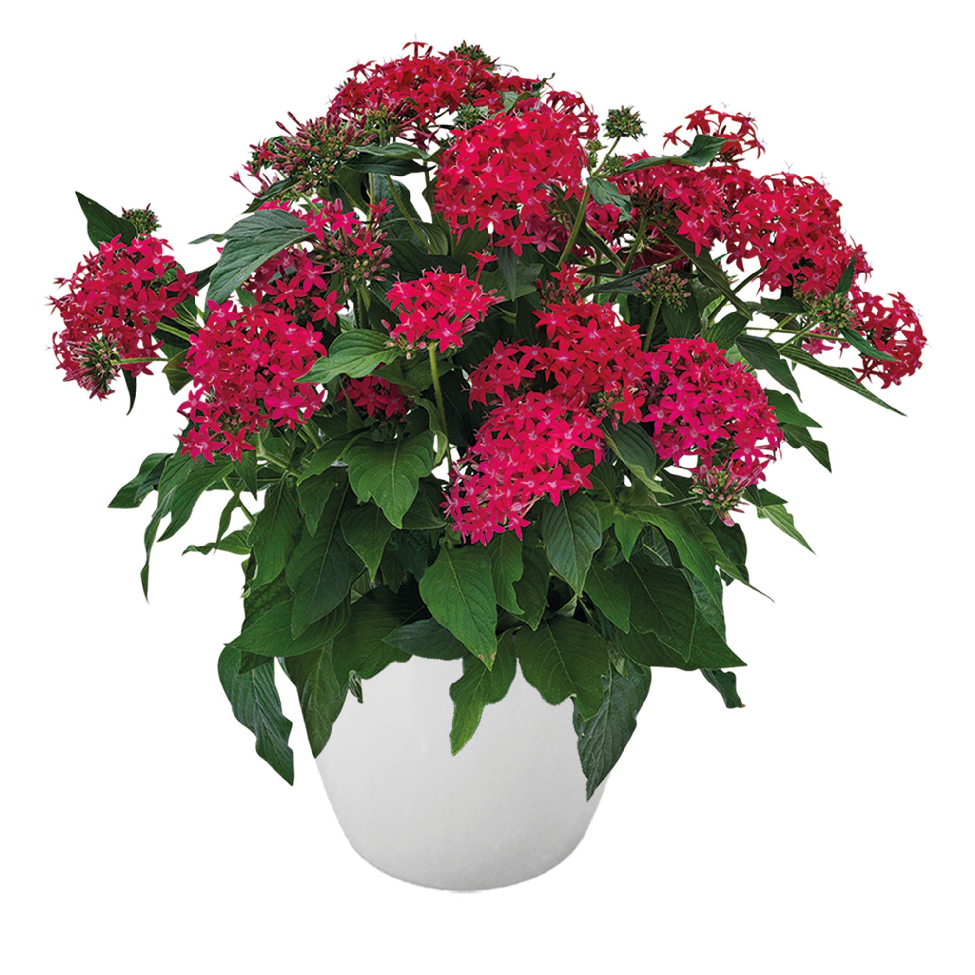 Pentas Graffiti OG Lipstick PLT – Vis Seed