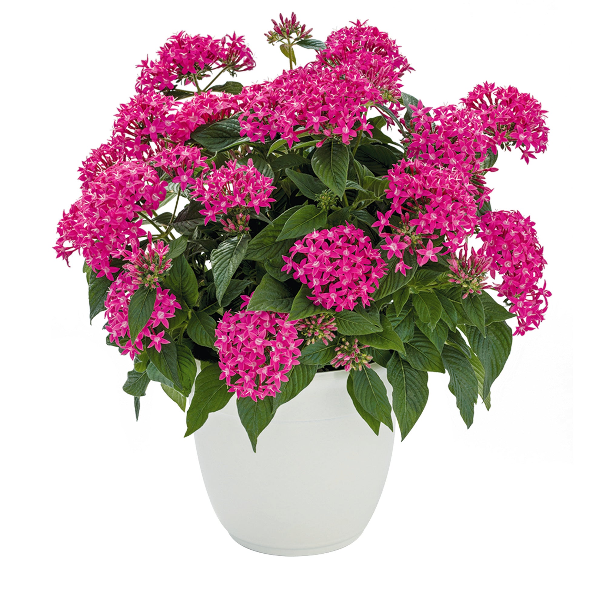 Pentas Graffiti 20/20 True Pink – Vis Seed