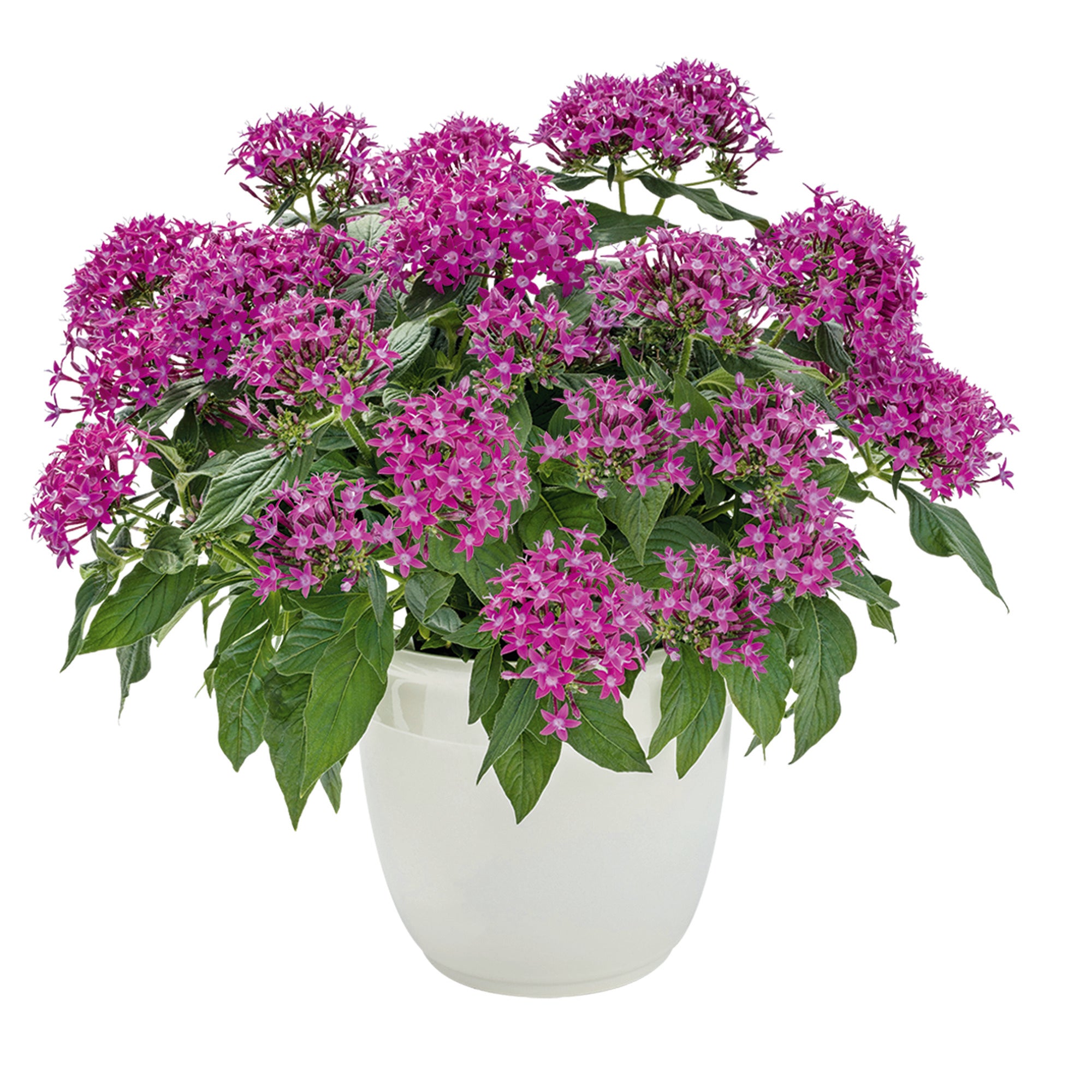 Pentas Graffiti 20/20 Ultra Violet – Vis Seed