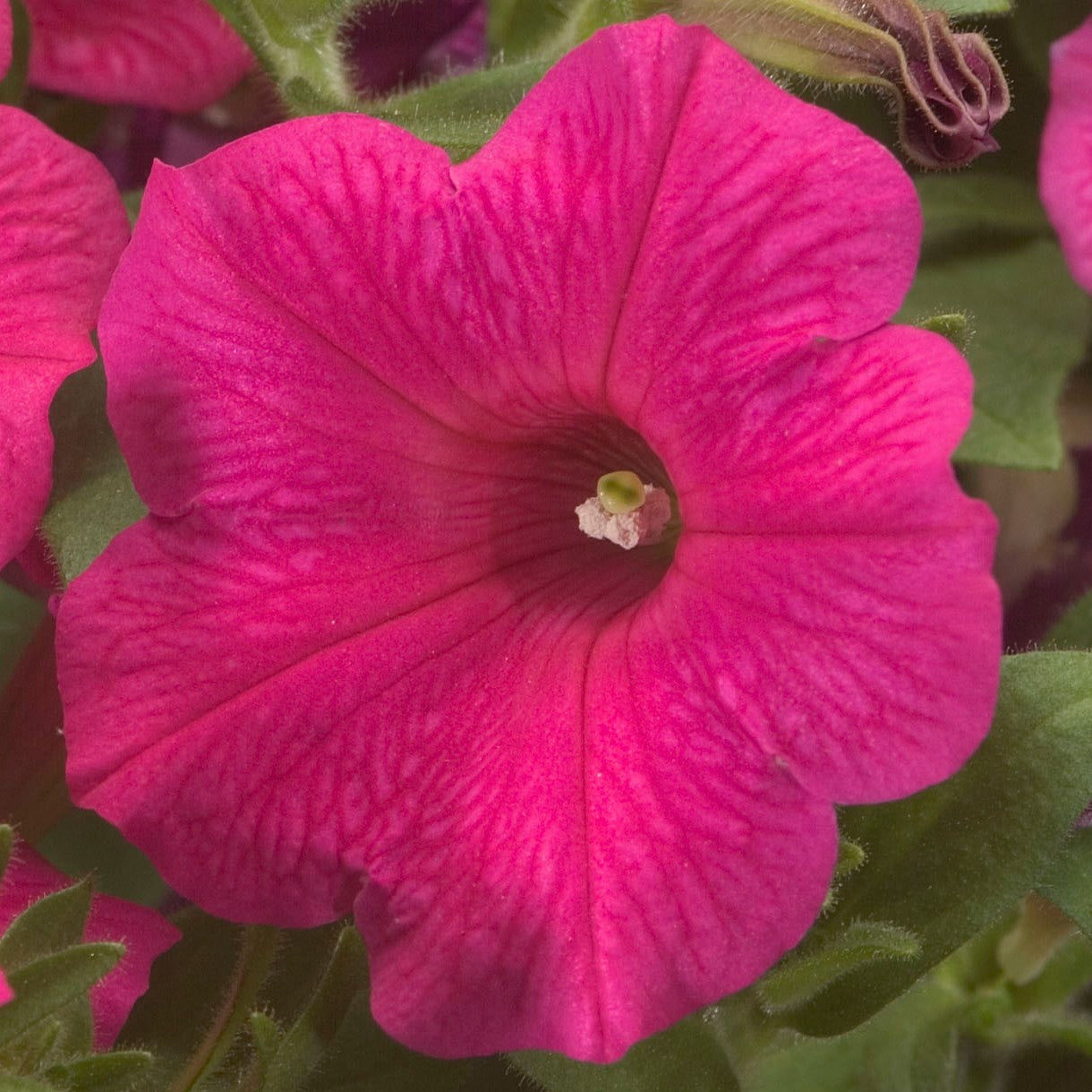 Petunia Explorer Rose PLT – Vis Seed