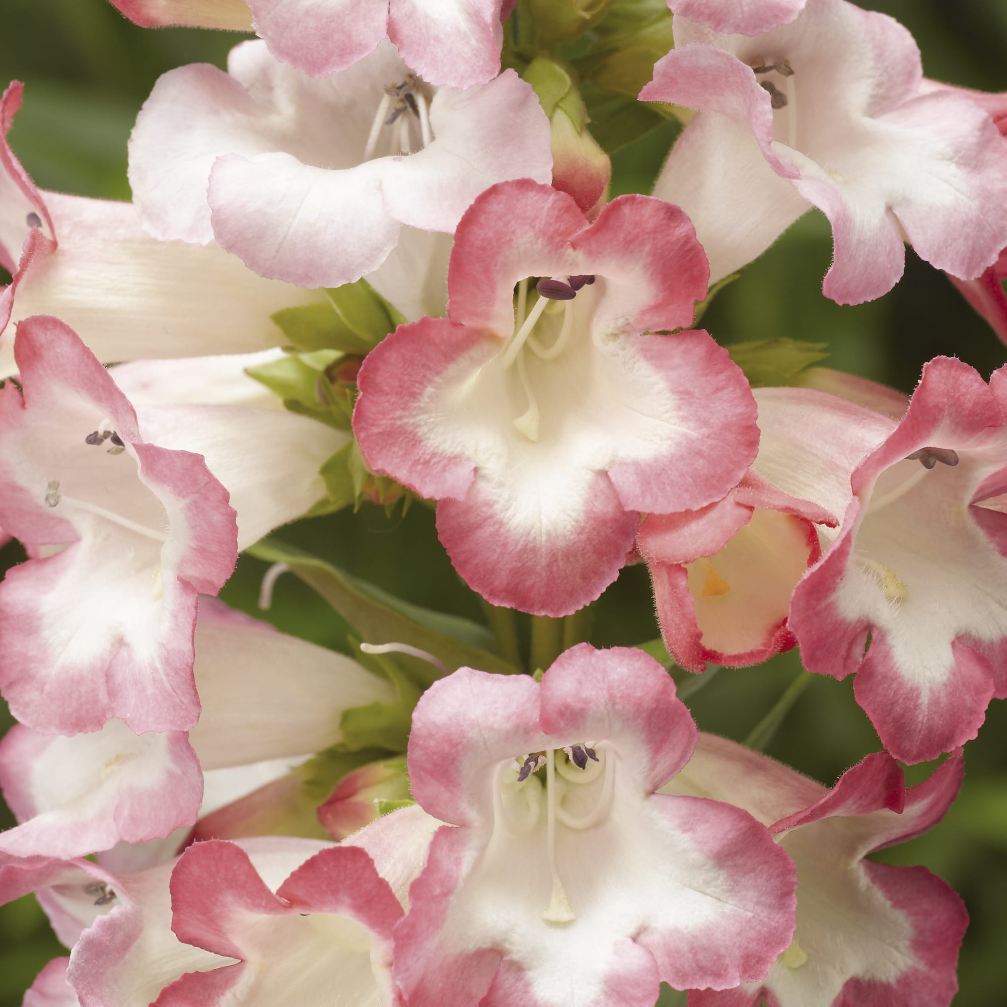 Penstemon Arabesque Pink – Vis Seed