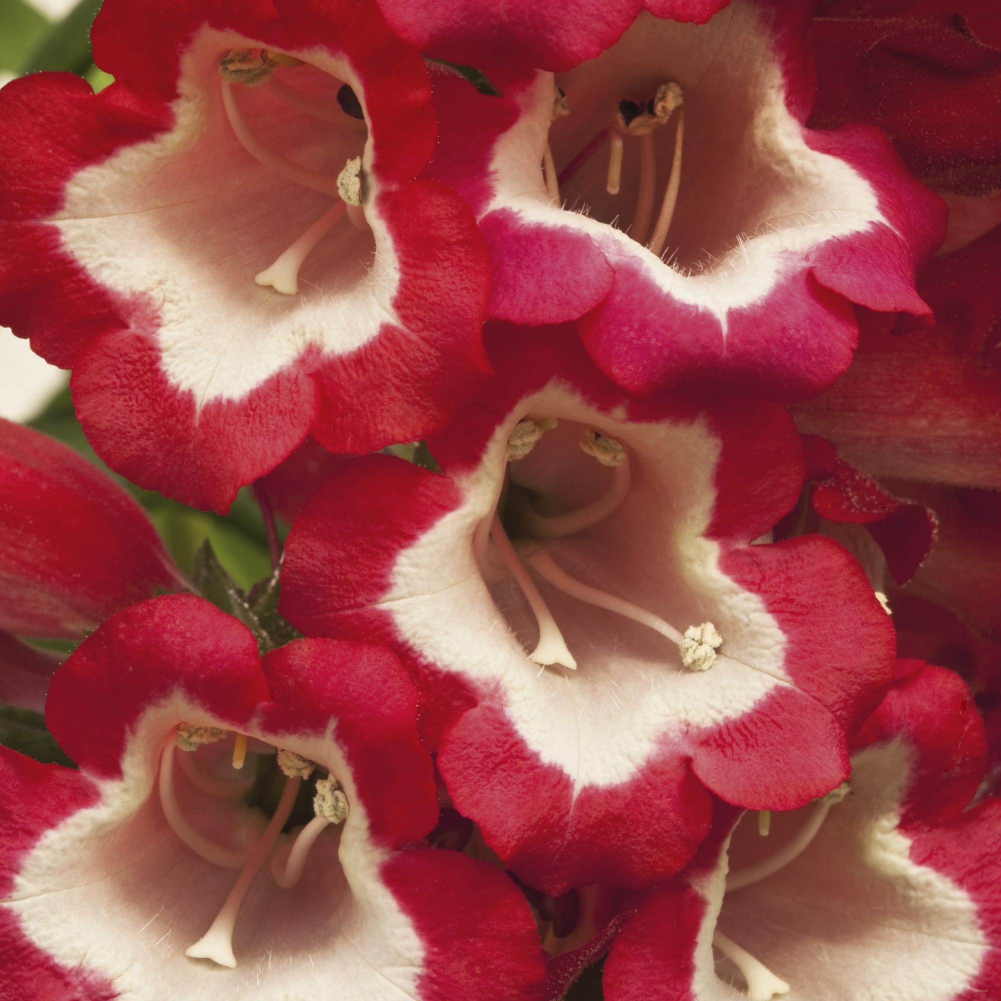 Penstemon Arabesque Red – Vis Seed