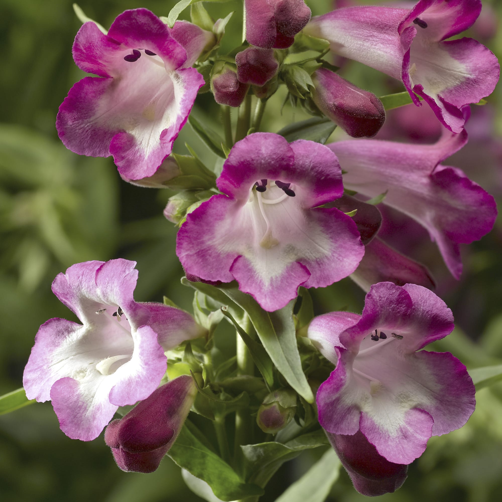 Penstemon Arabesque Orchid – Vis Seed