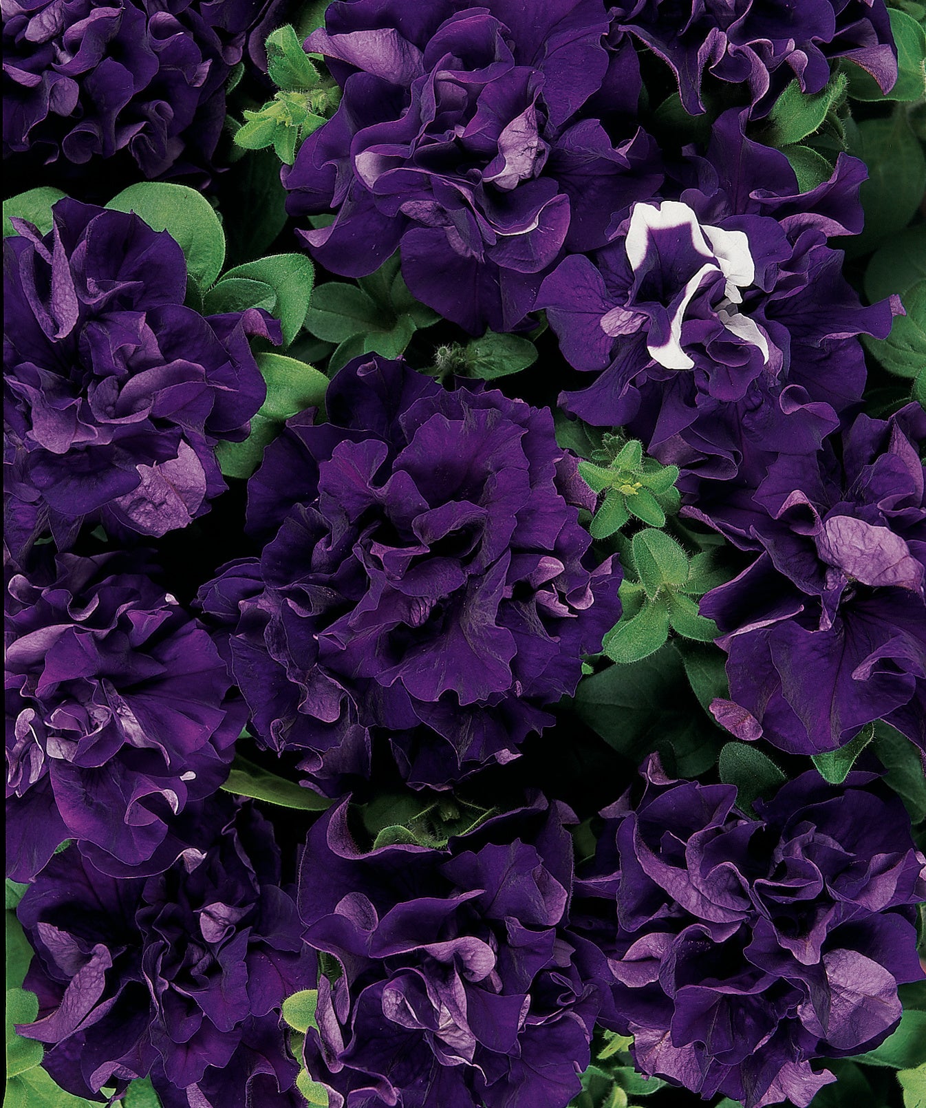 Petunia Double Cascade Blue PLT – Vis Seed