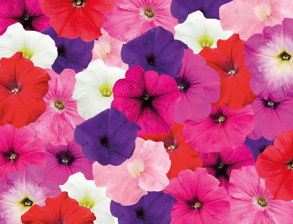 Petunia Success TR Maxi Mix PLT – Vis Seed