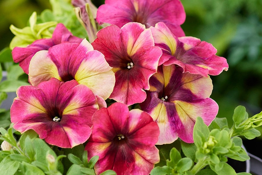 Petunia Shake Raspberry PLT – Vis Seed