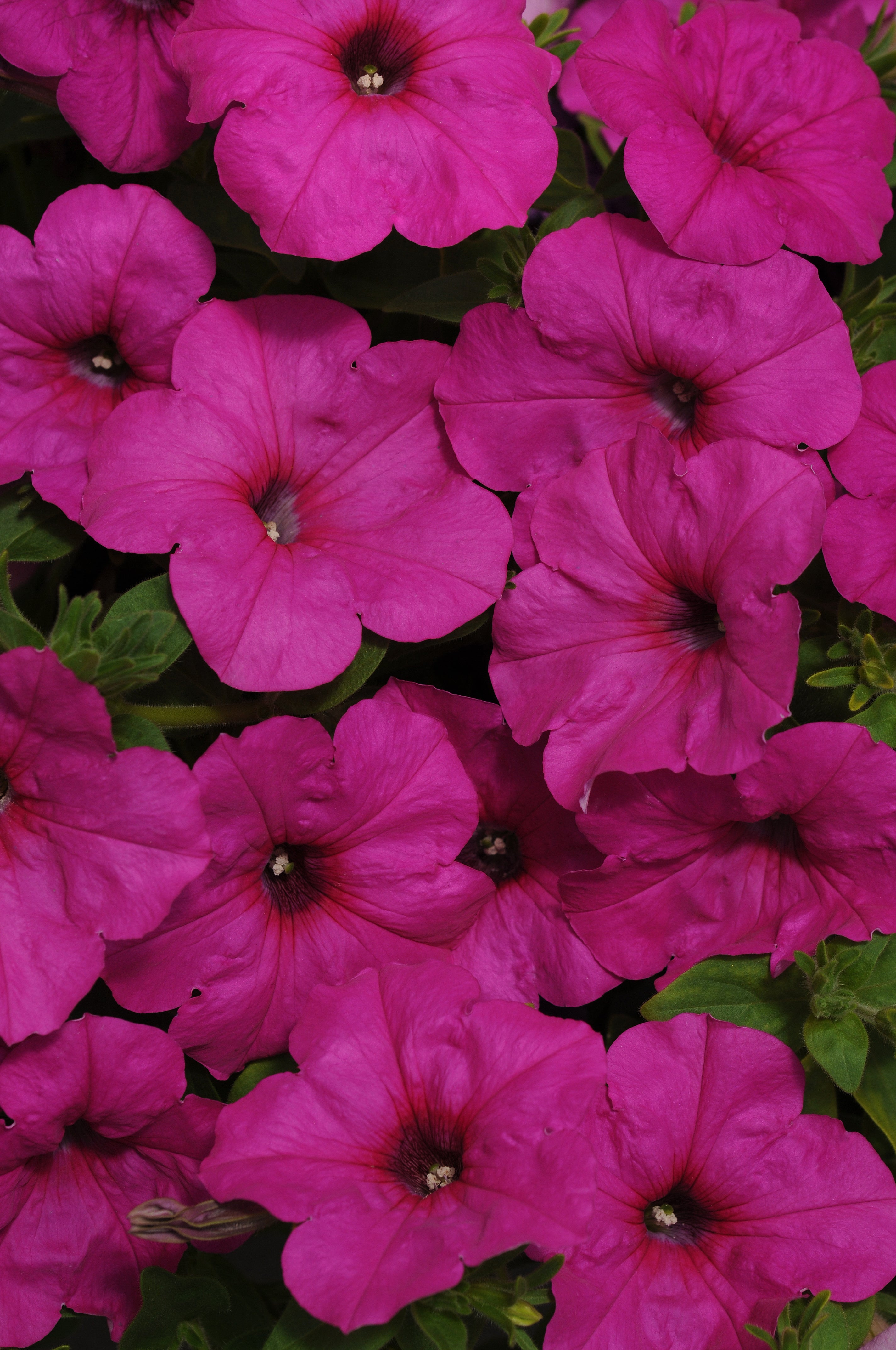 Petunia Easy Wave Neon Rose PLT – Vis Seed