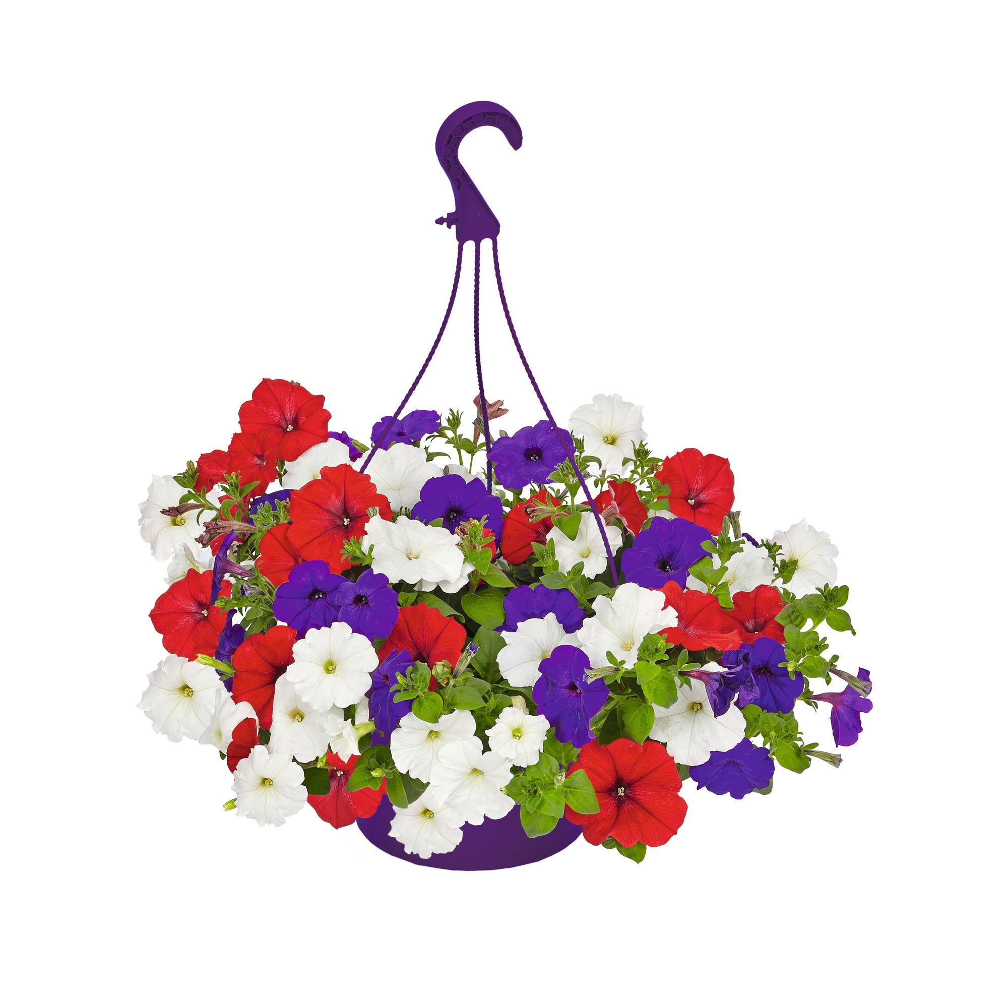 Petunia Success 360 Maxi Mix PLT. – Vis Seed