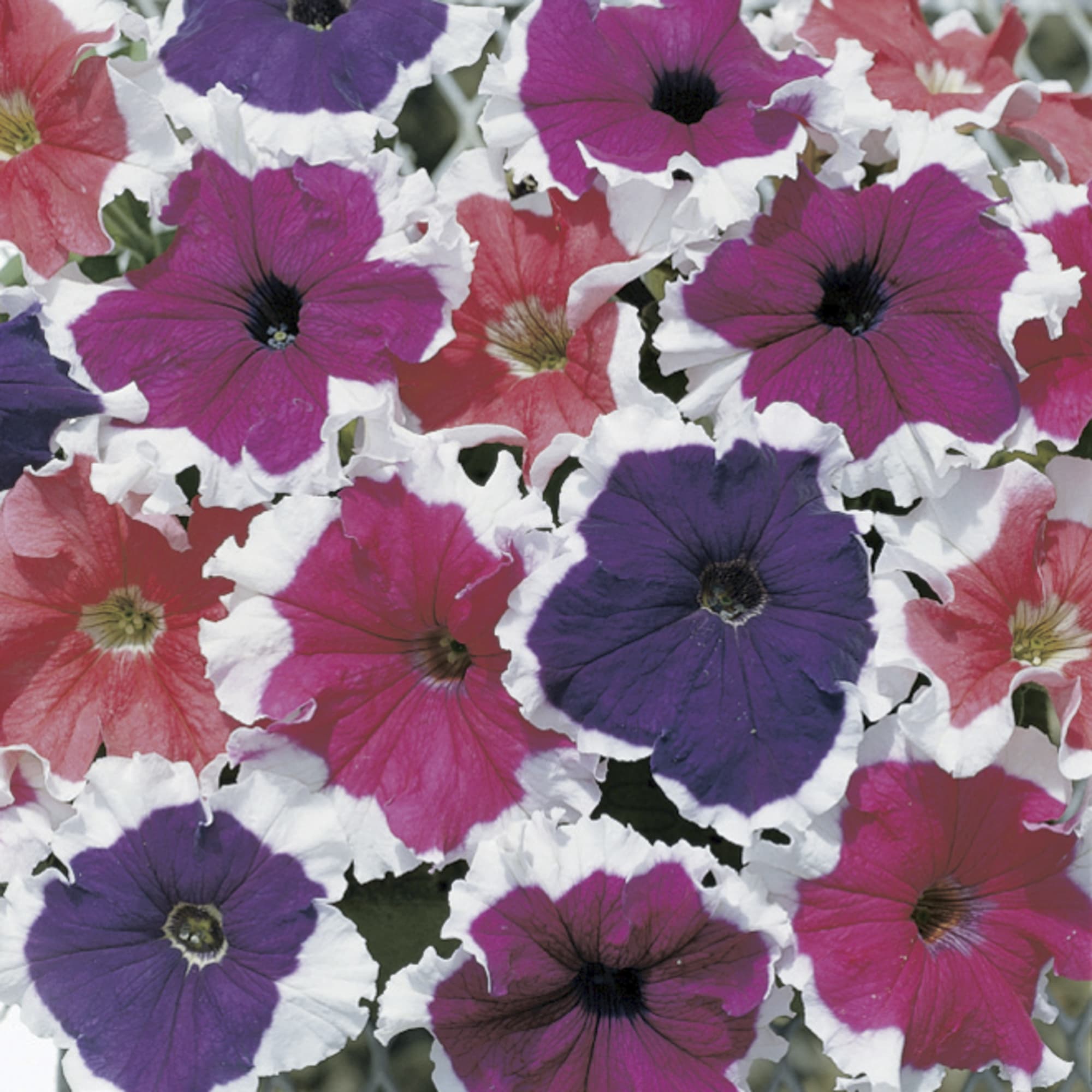 Petunia Frost Mix PLT (Picotee) – Vis Seed