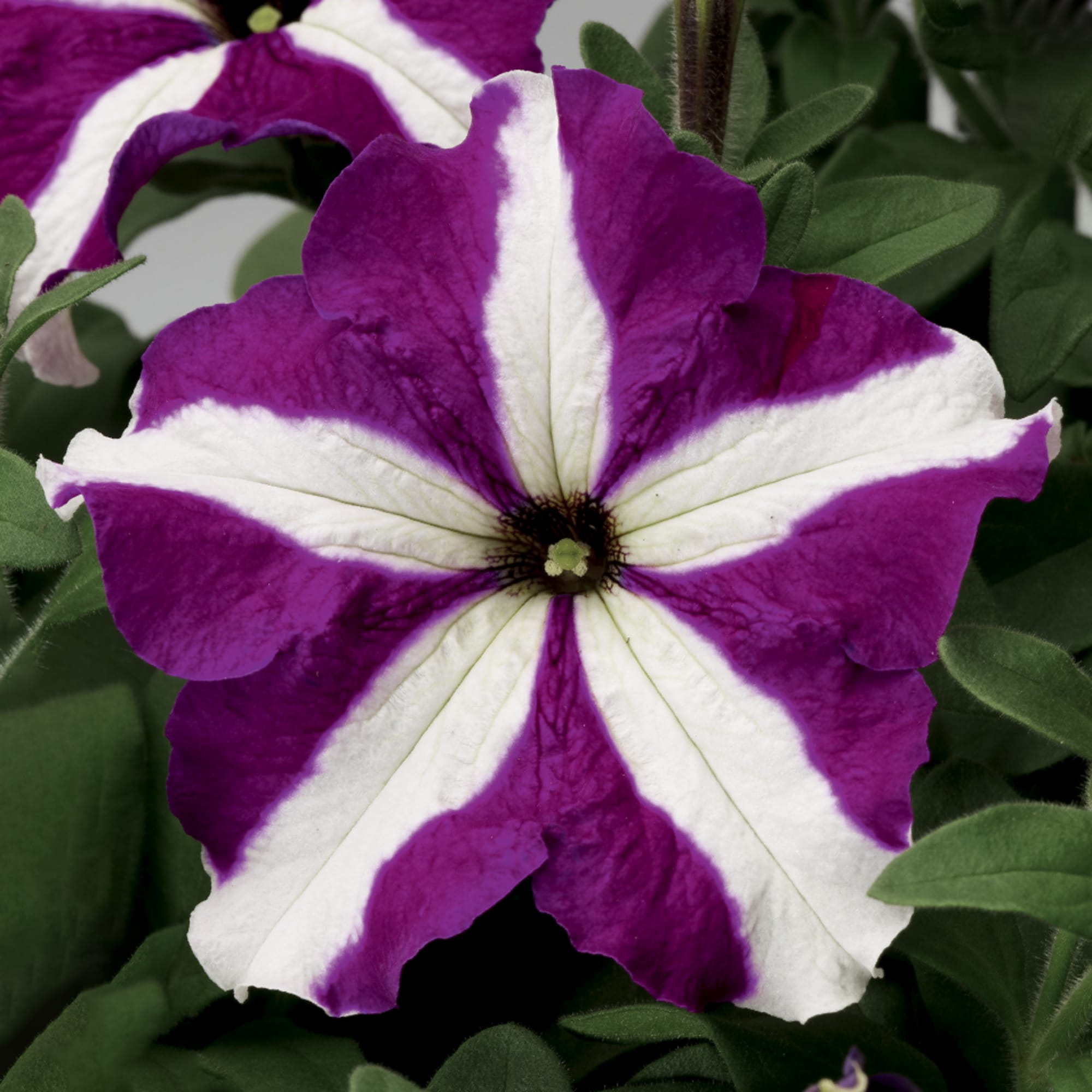 Petunia TriTunia Purple Star PLT – Vis Seed