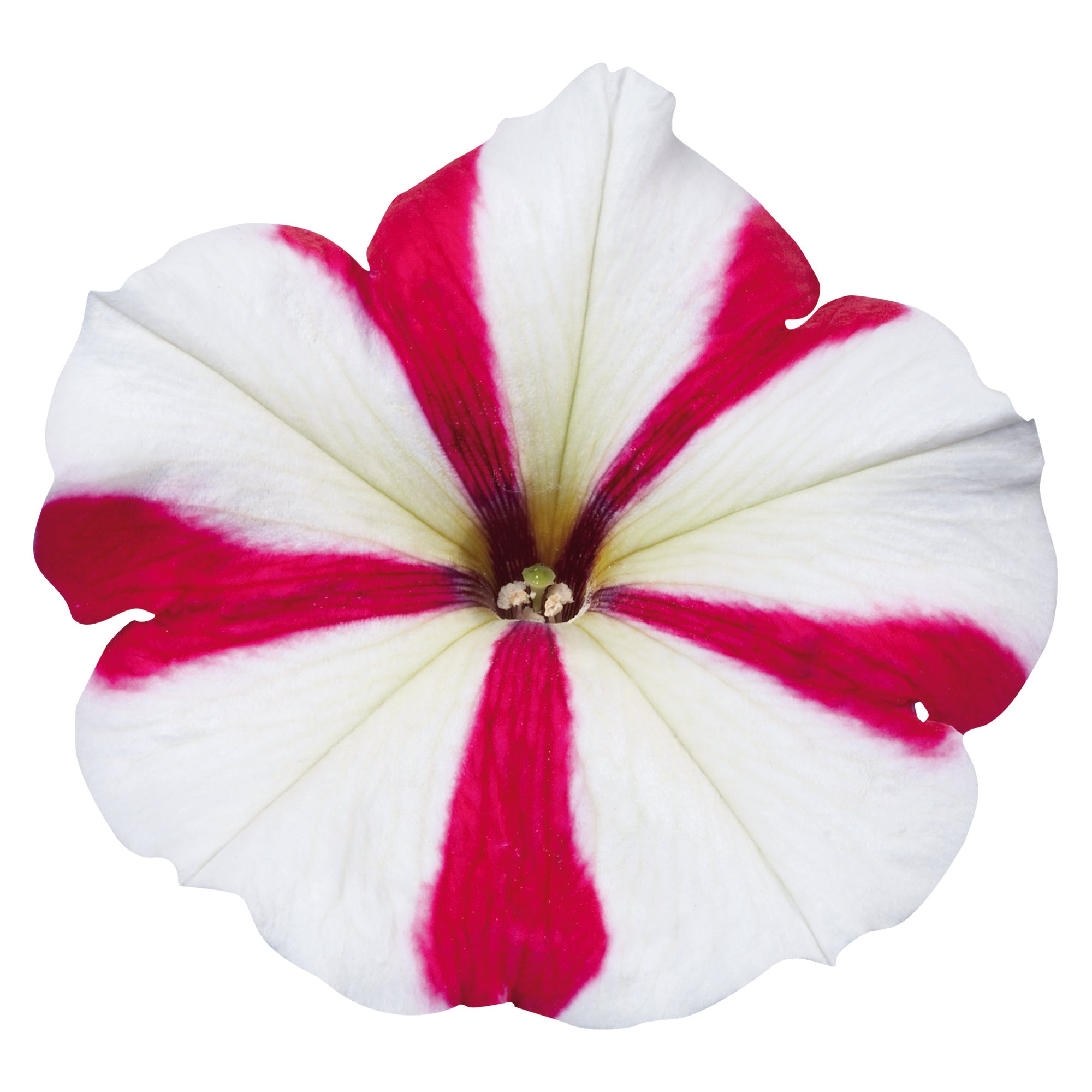 Petunia Celebrity Rose Star PLT – Vis Seed
