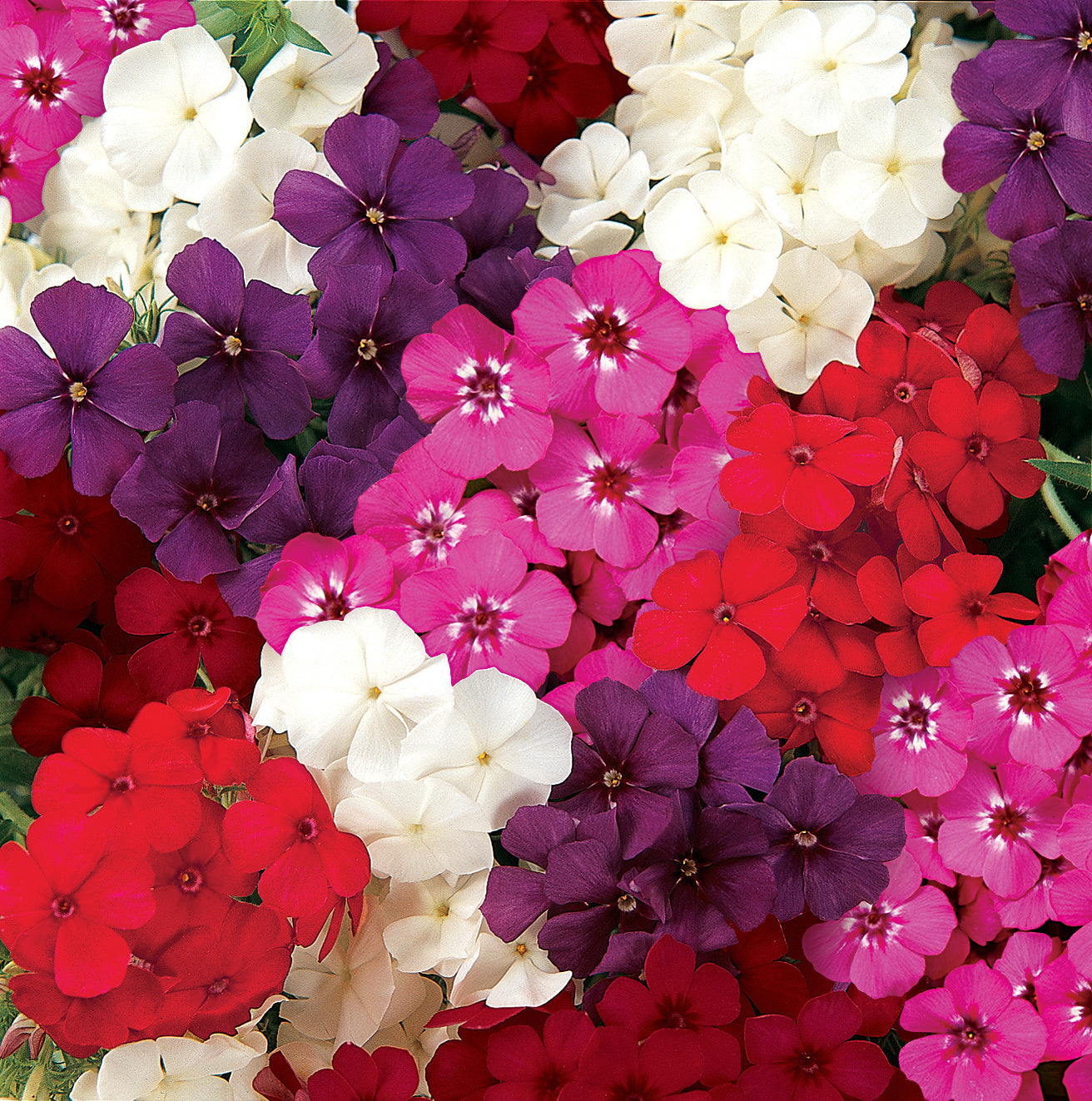 Phlox 21st Century Mixture Primed – Vis Seed