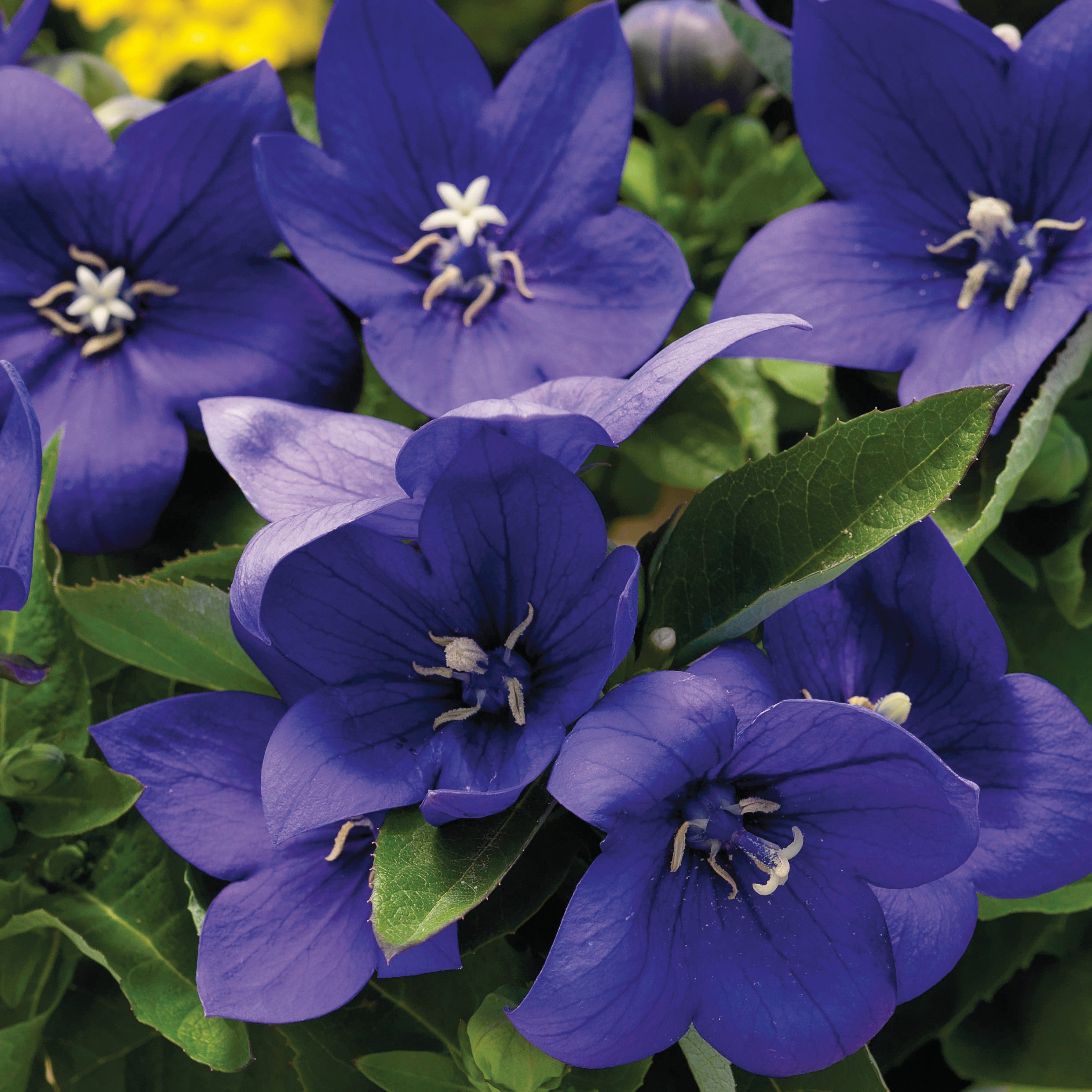 Platycodon Astra Blue – Vis Seed