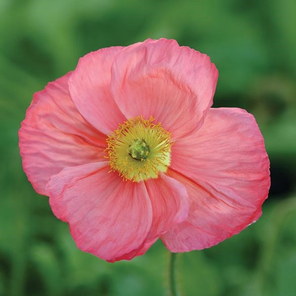 Poppy, Iceland Champagne Bubbles Pink PRIMED – Vis Seed