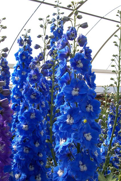 Delphinium Aurora Blue – Vis Seed