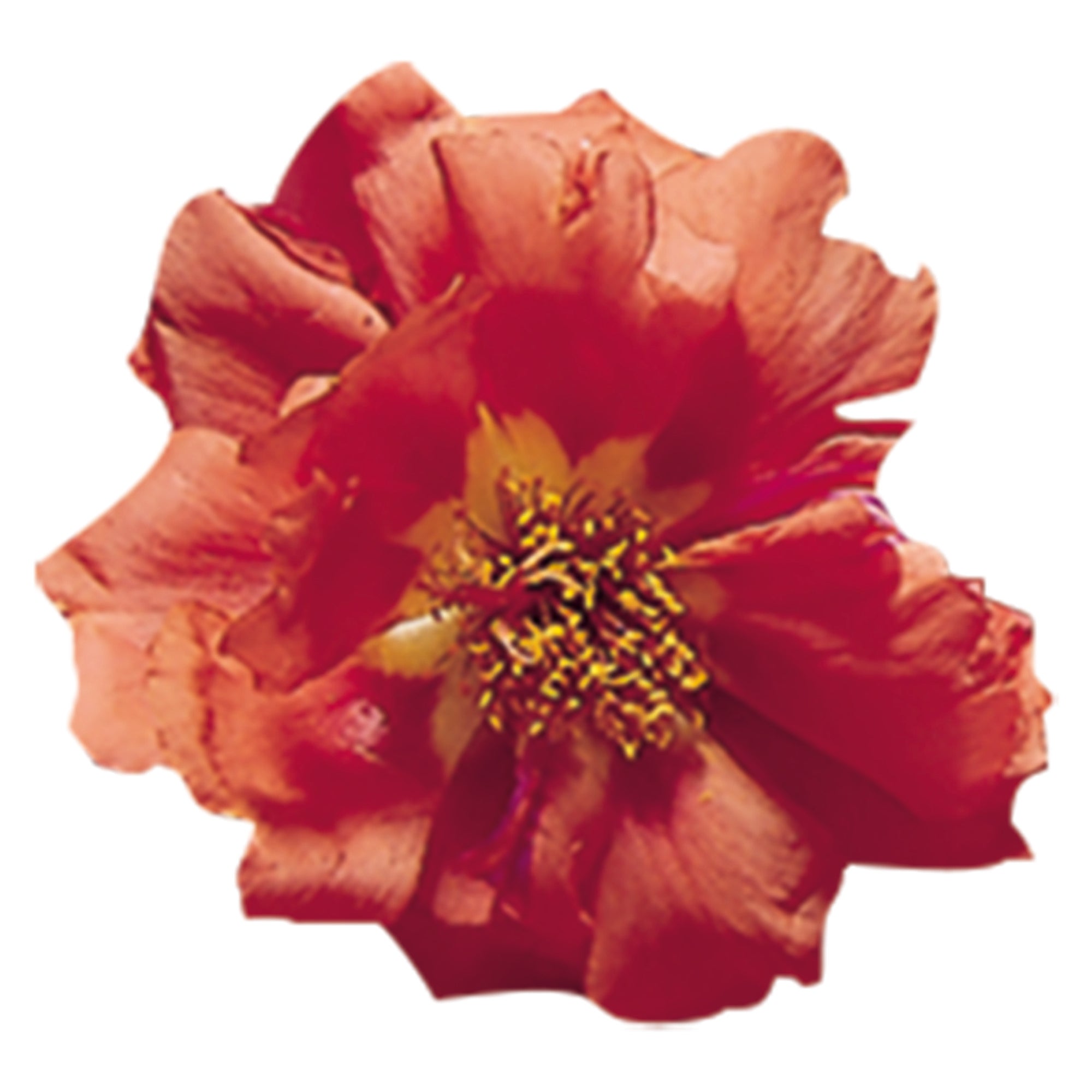 Portulaca Sundial Orange – Vis Seed