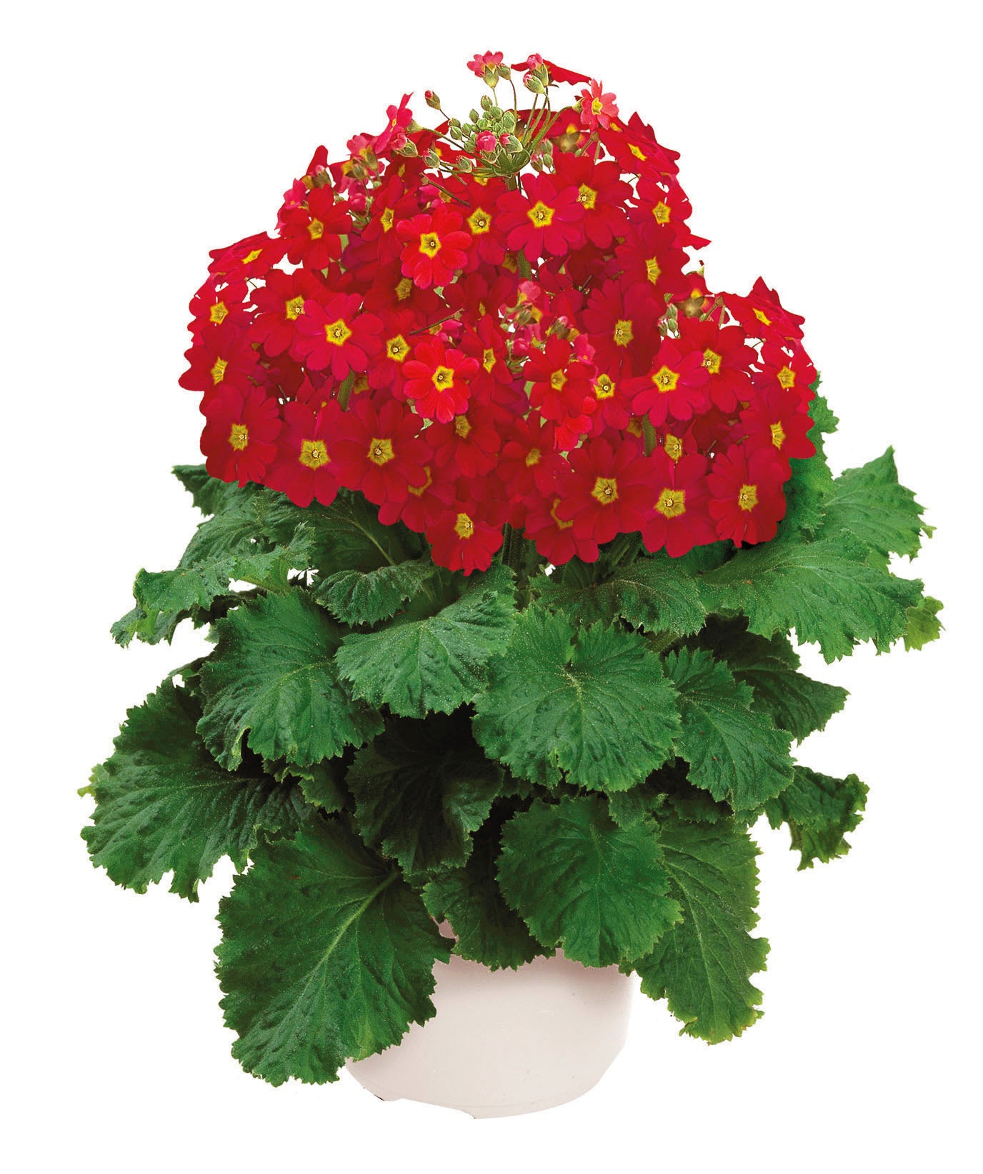 Primula Prima Red – Vis Seed