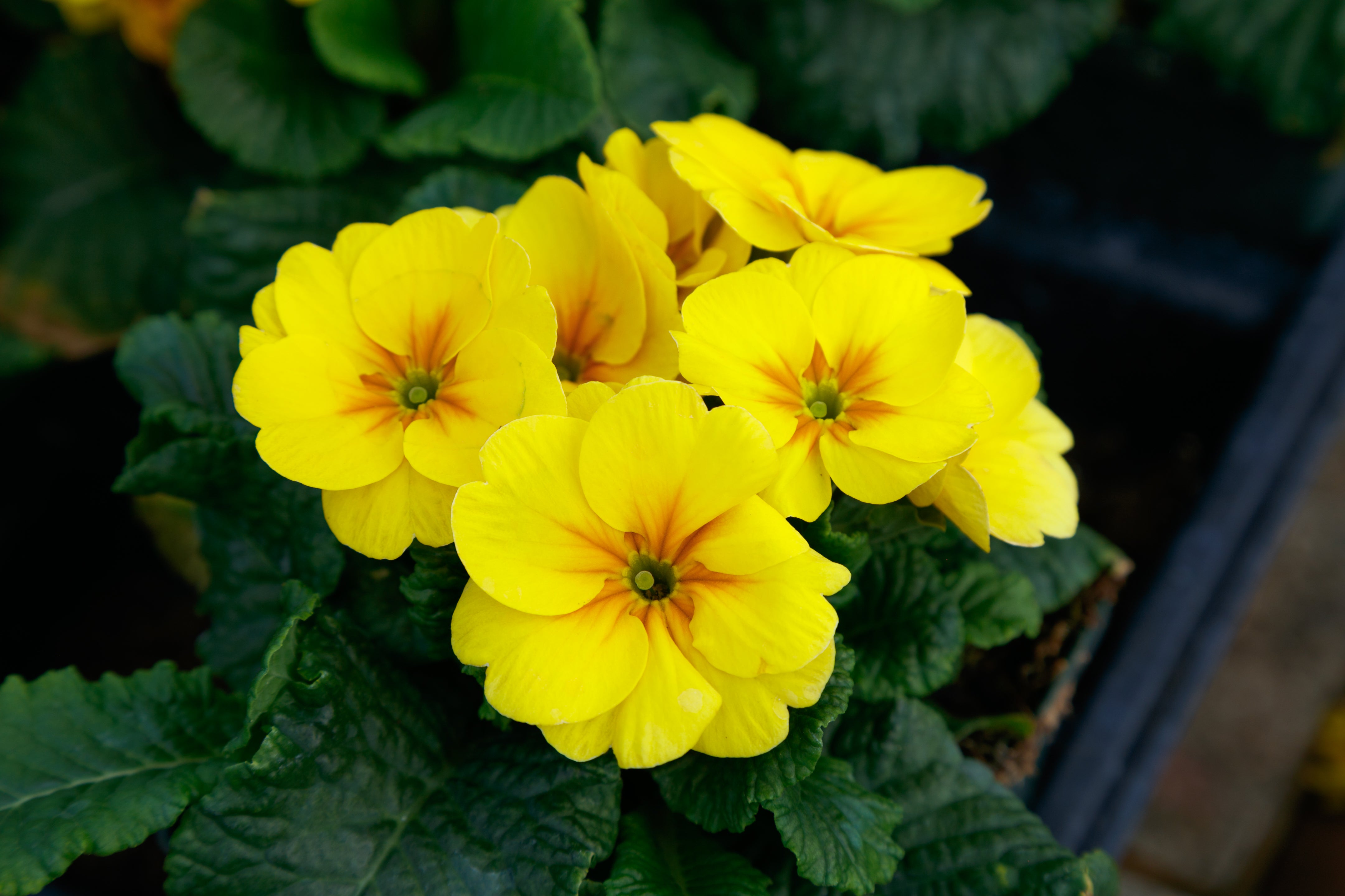 Primula Danessa Yellow – Vis Seed