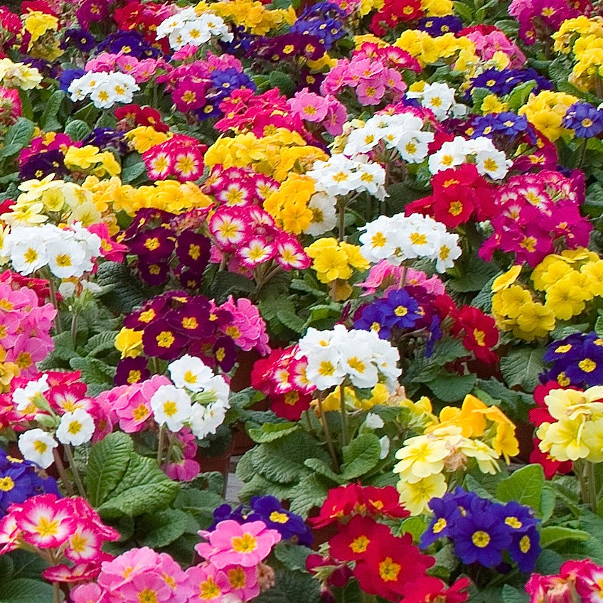 Primula SuperNova Mix – Vis Seed