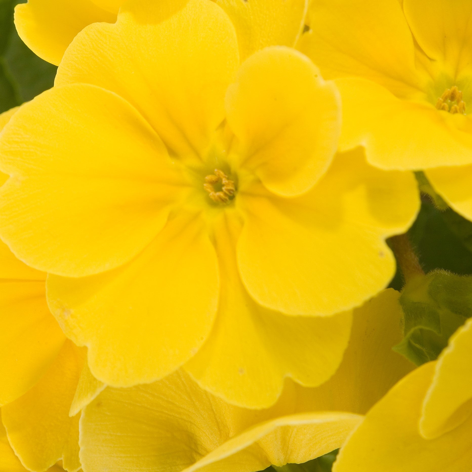Primula SuperNova Yellow – Vis Seed