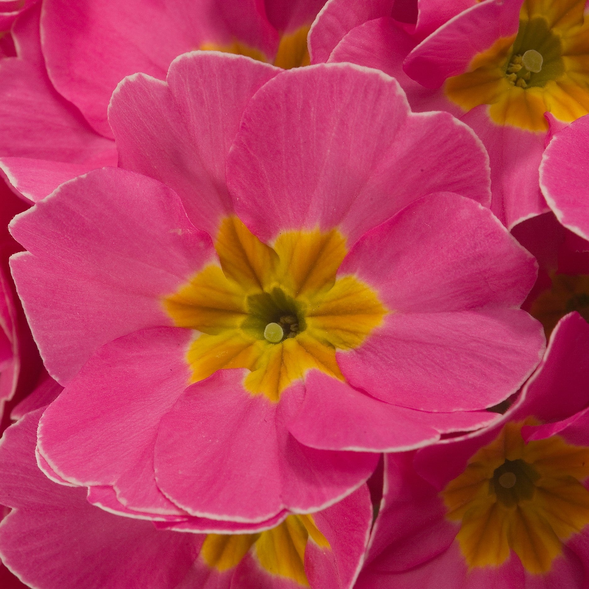 Primula SuperNova Pink – Vis Seed