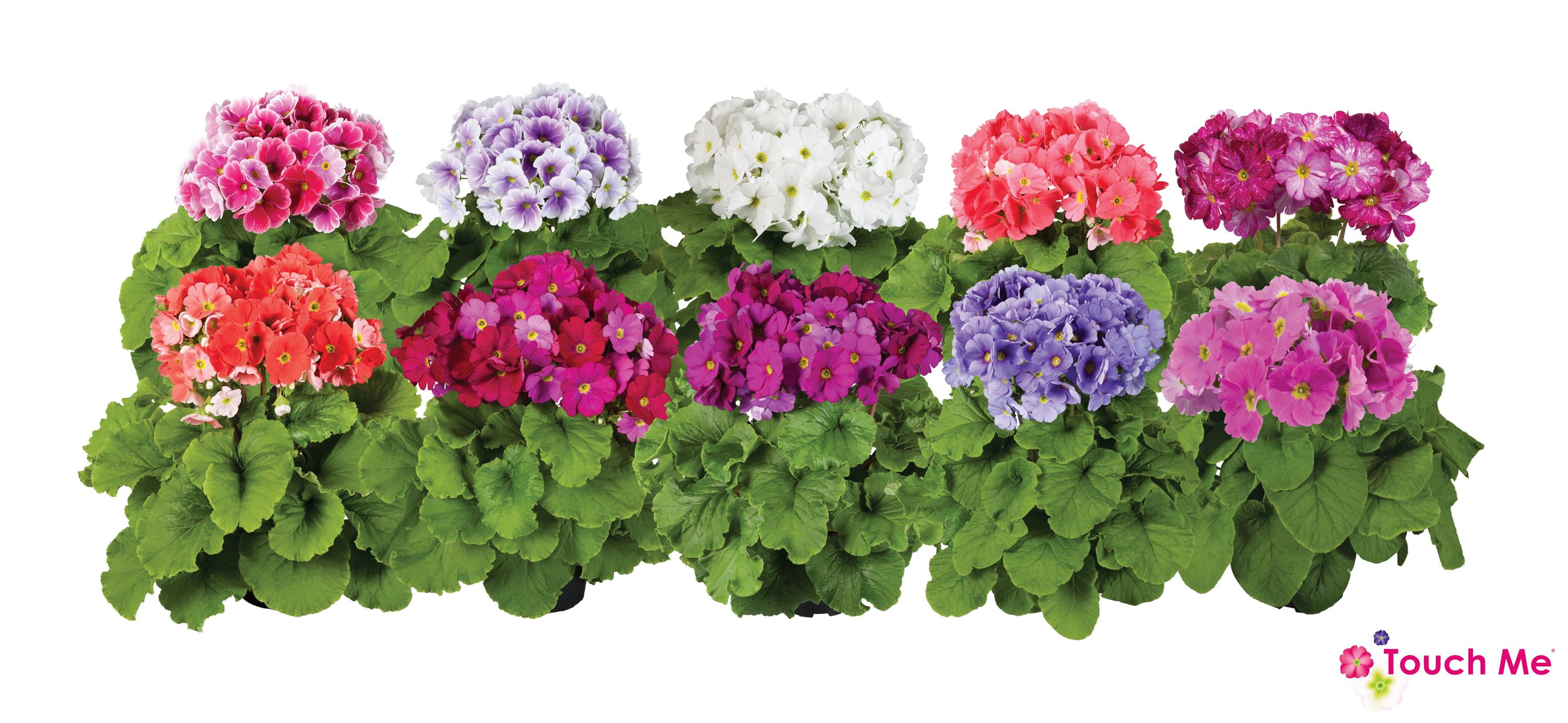 Primula Touch Me Large Mixture – Vis Seed