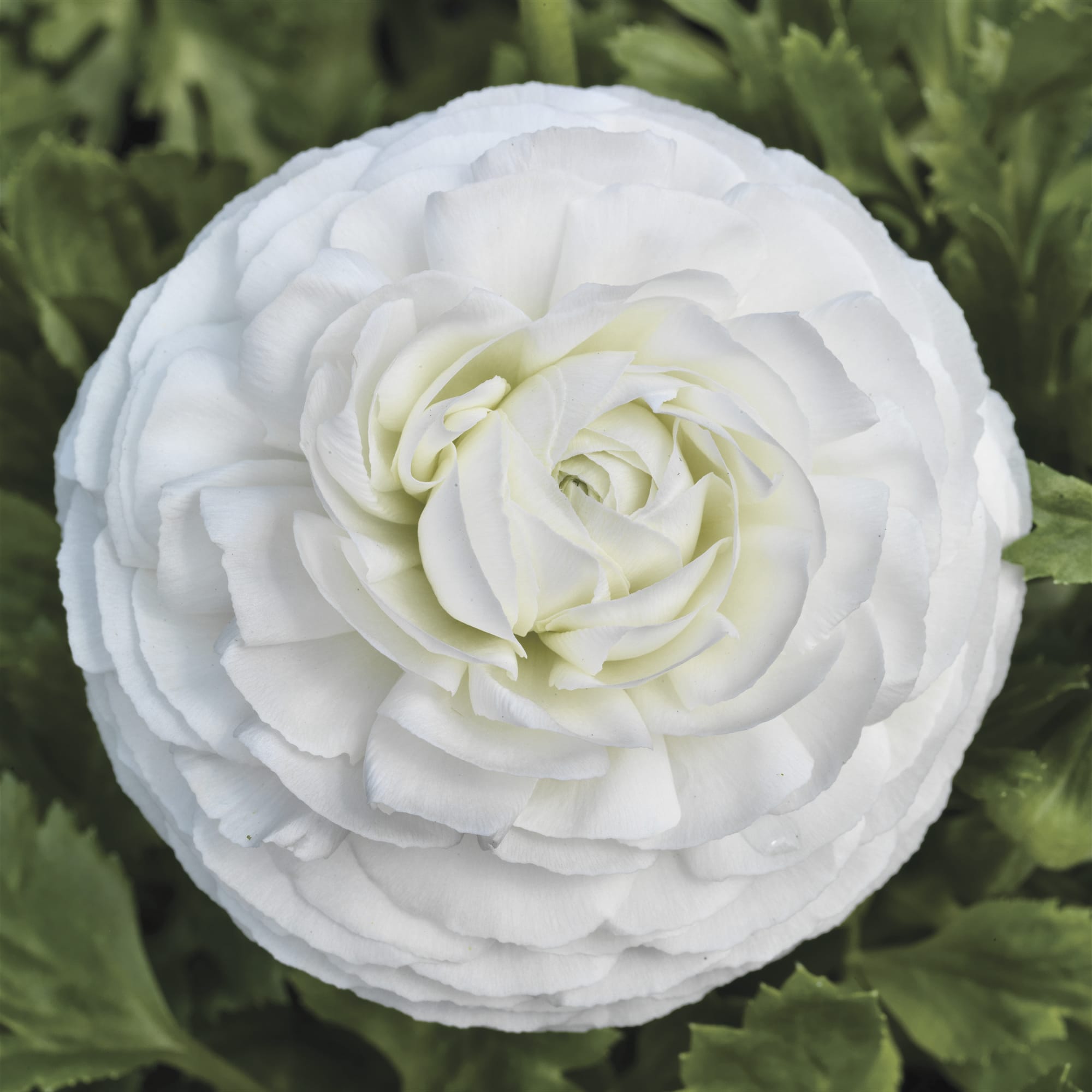 Ranunculus Mache White CT – Vis Seed
