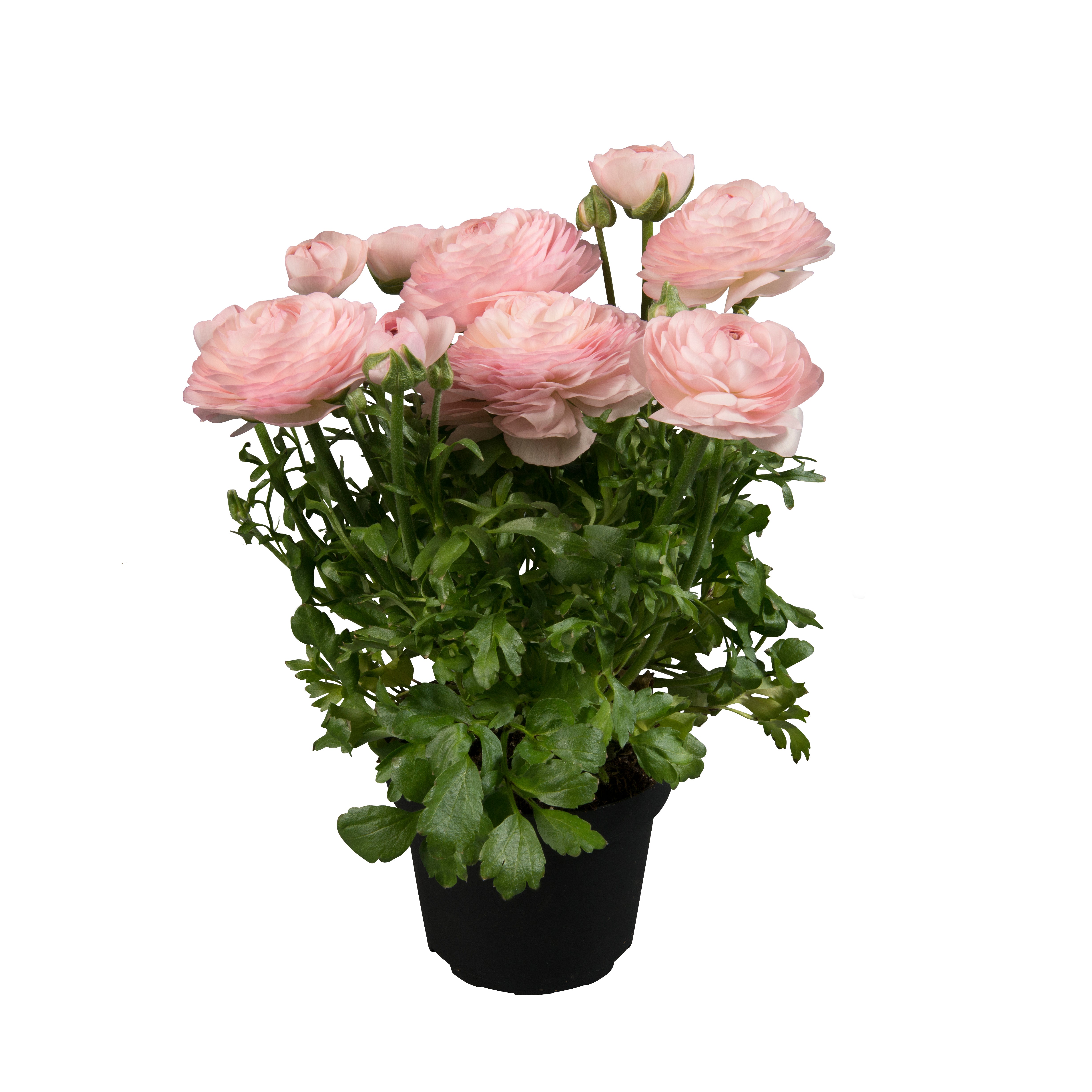 Ranunculus Sprinkles Light Pink – Vis Seed